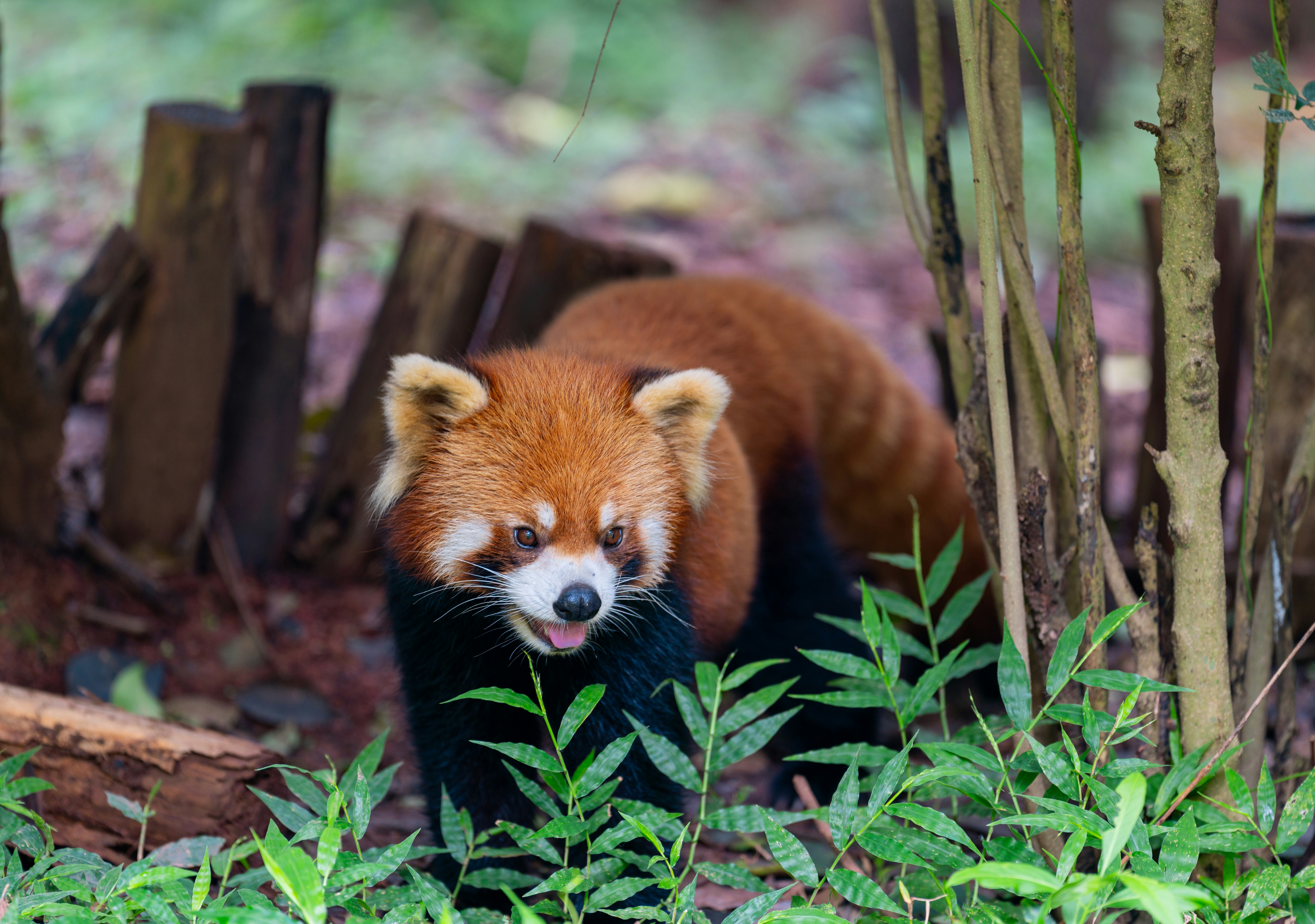 A red panda peeks through green foliage in a forest. photo – Free ...