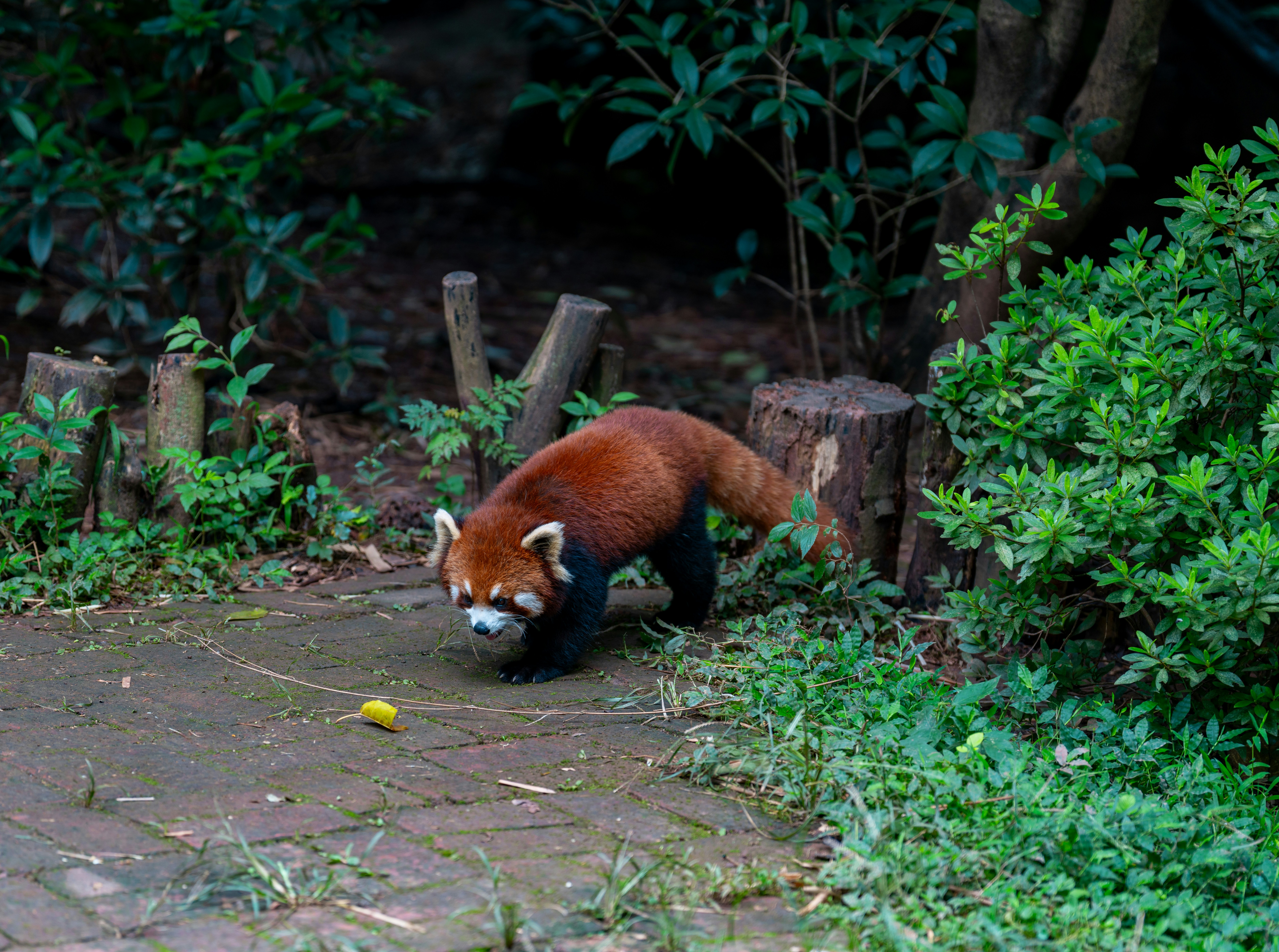 Red Panda on a Mossy Path, Framed by a Quiet Garden