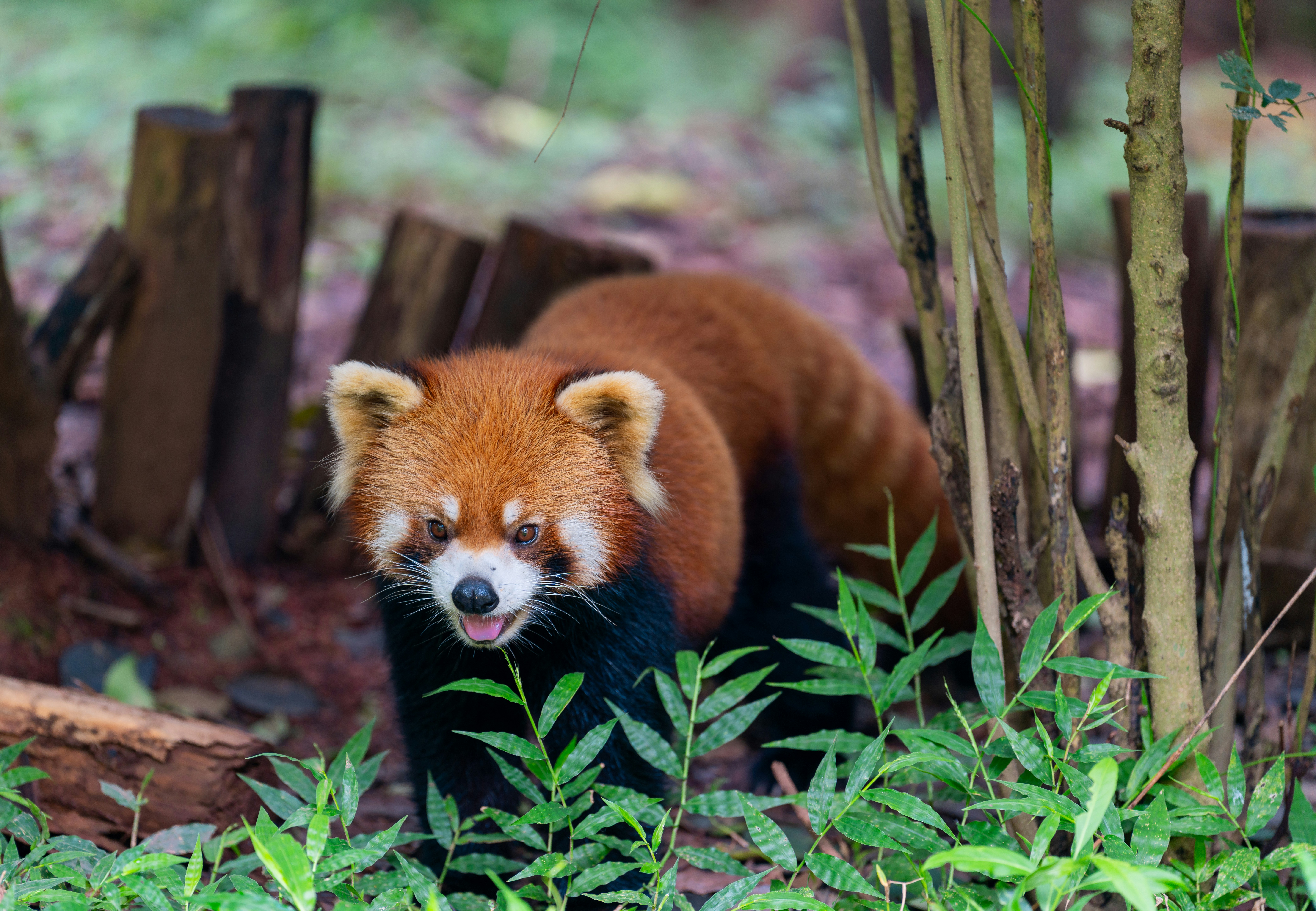 A red panda walks through green foliage and trees.