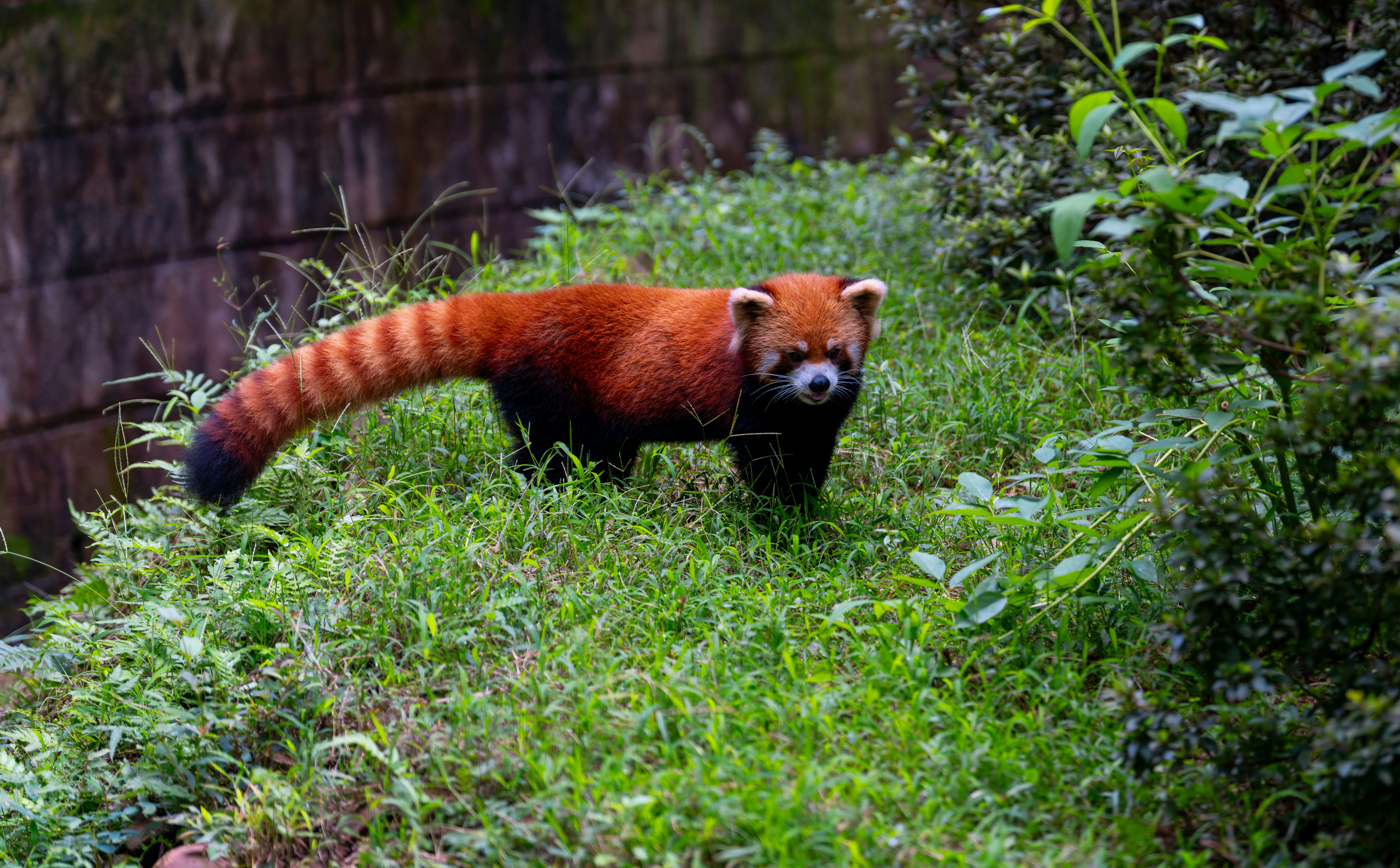 Orange Streak in the Green: A Red Panda's Garden Stroll