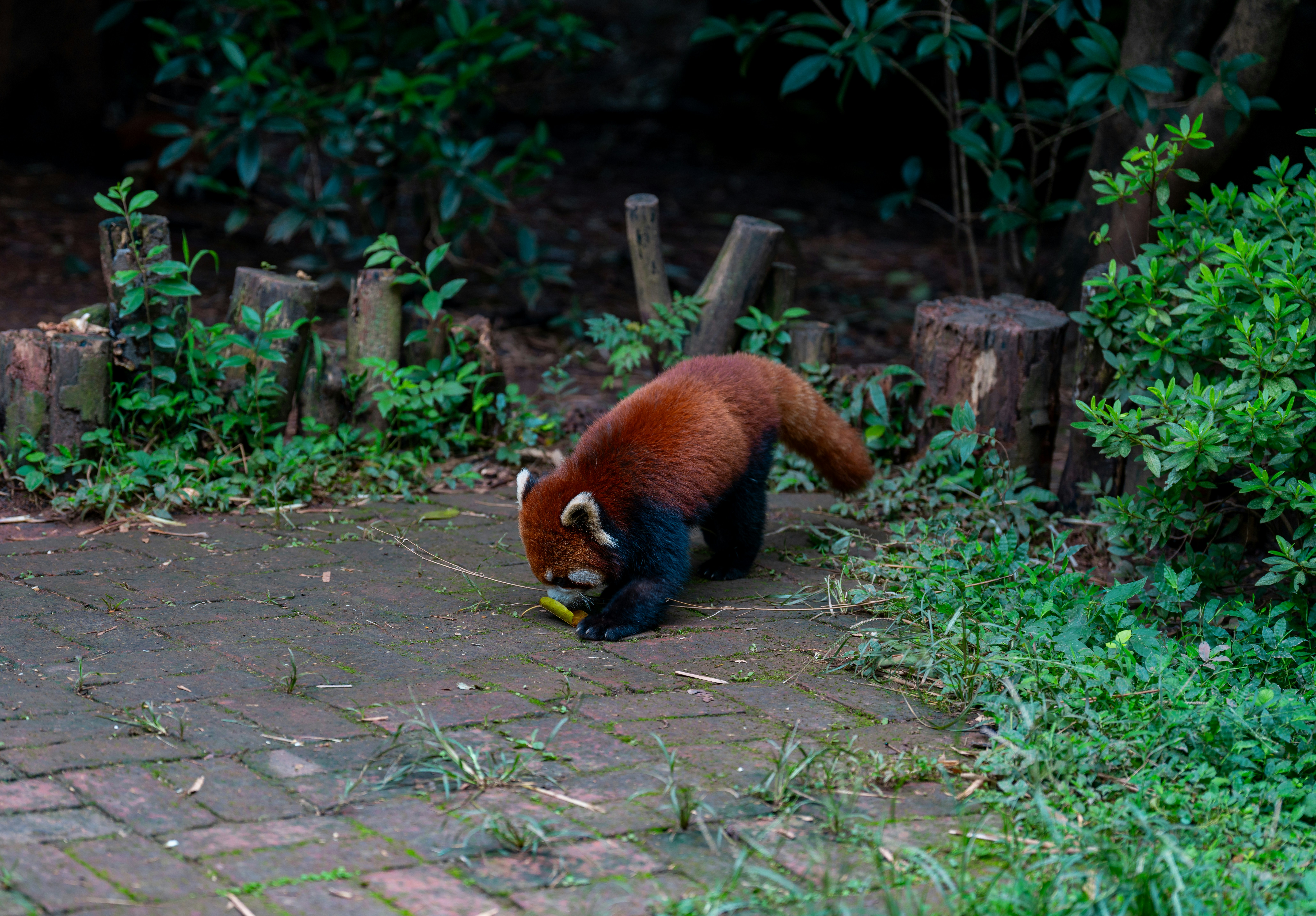 The Curious Forager