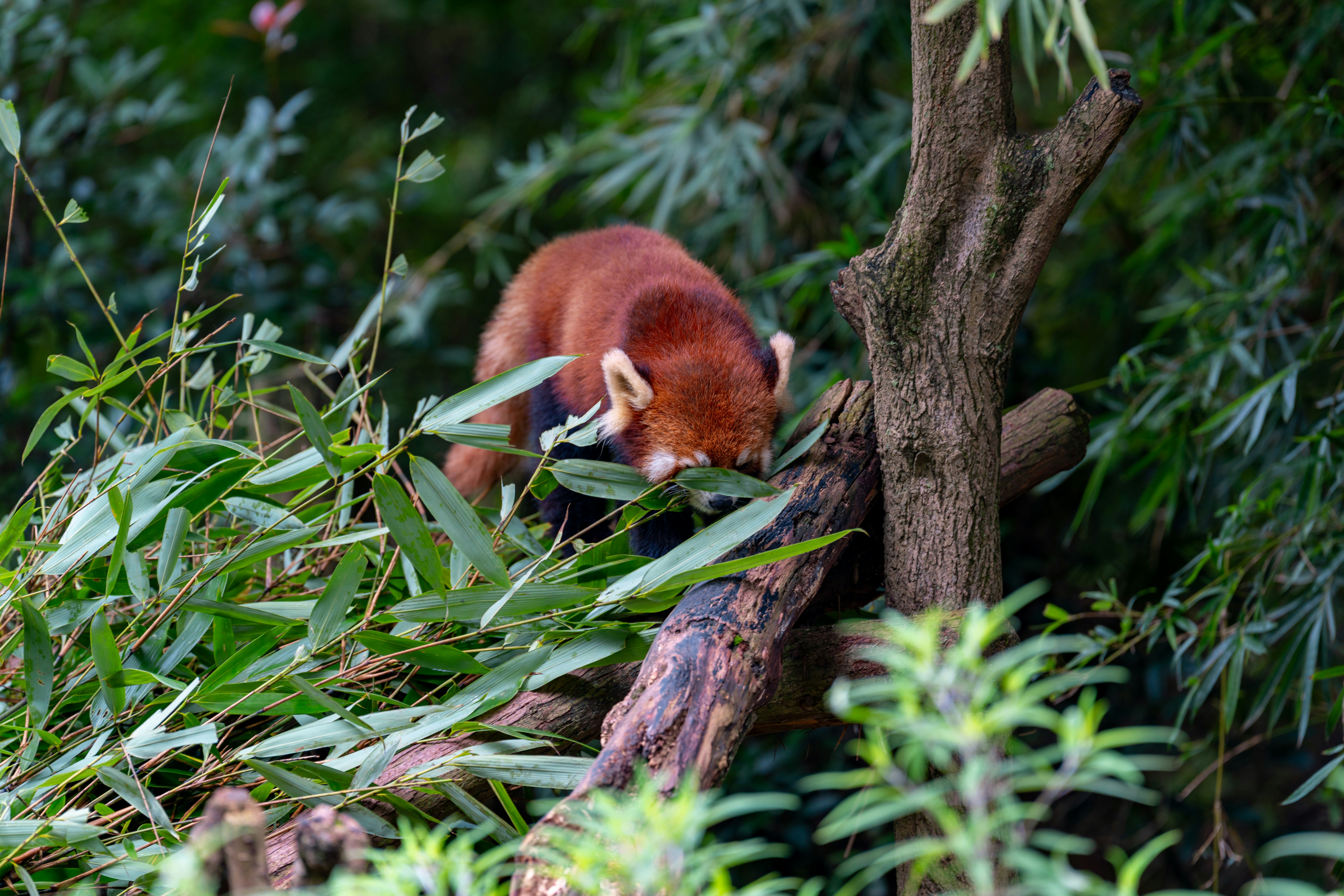 Red Panda Balancing on a Mossy Log Beneath Dense Greenery