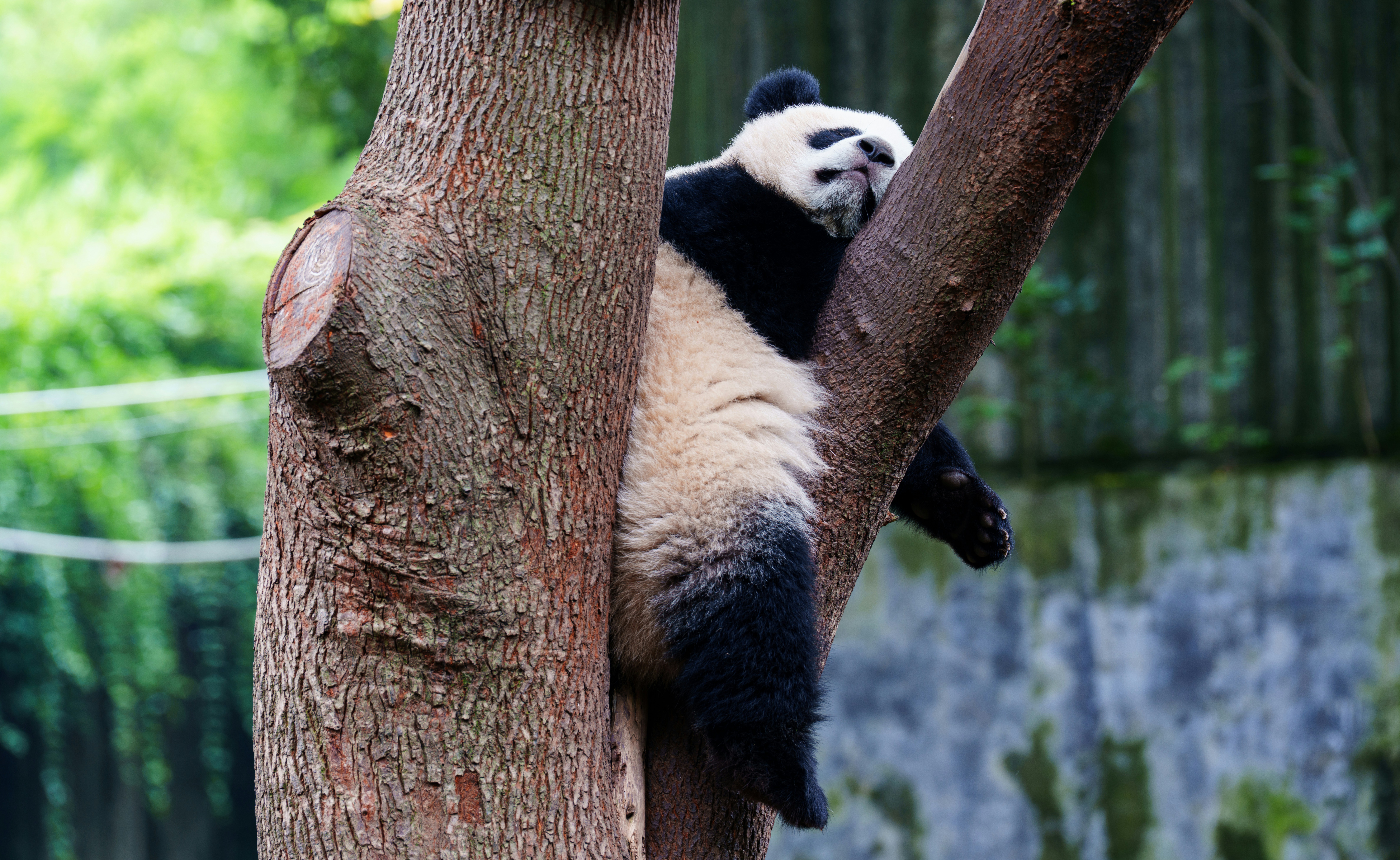 Panda lounging comfortably in the crook of a tree, showcasing its relaxed demeanor amidst lush greenery.