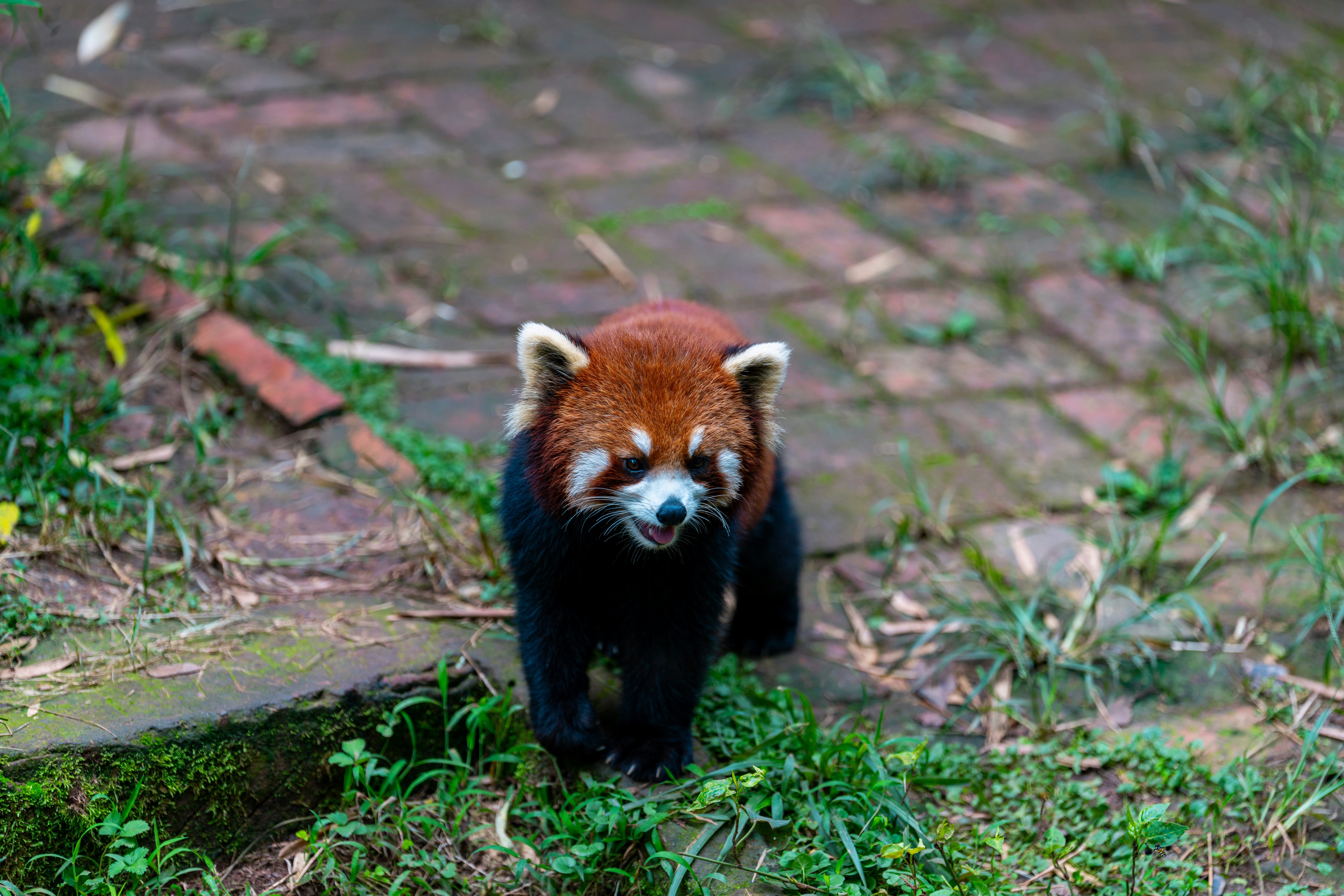 Red Panda Cub Navigates a Mossy Brick Path