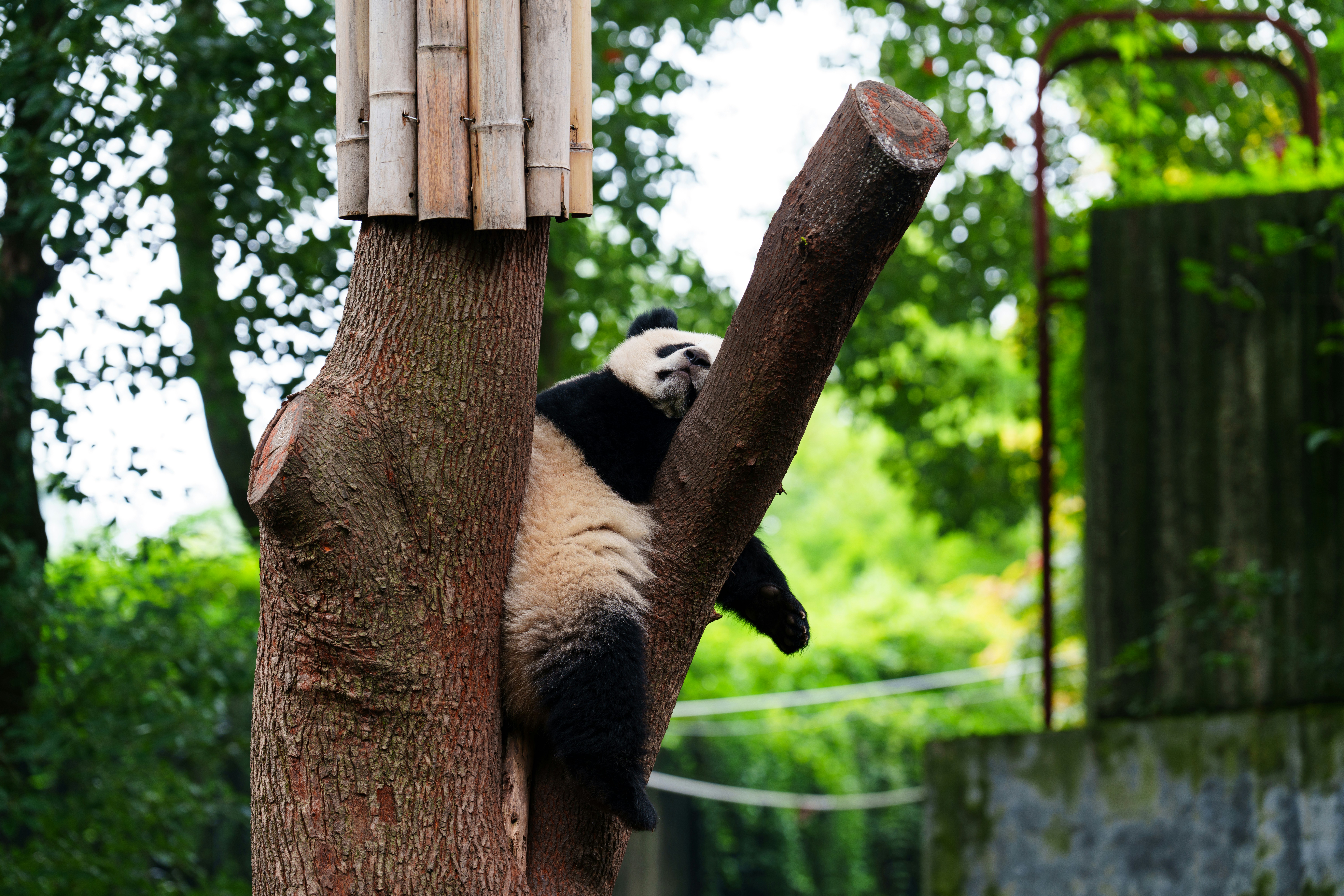 Panda's Pause: Clinging to a Sunlit Trunk in a Verdant Enclosure