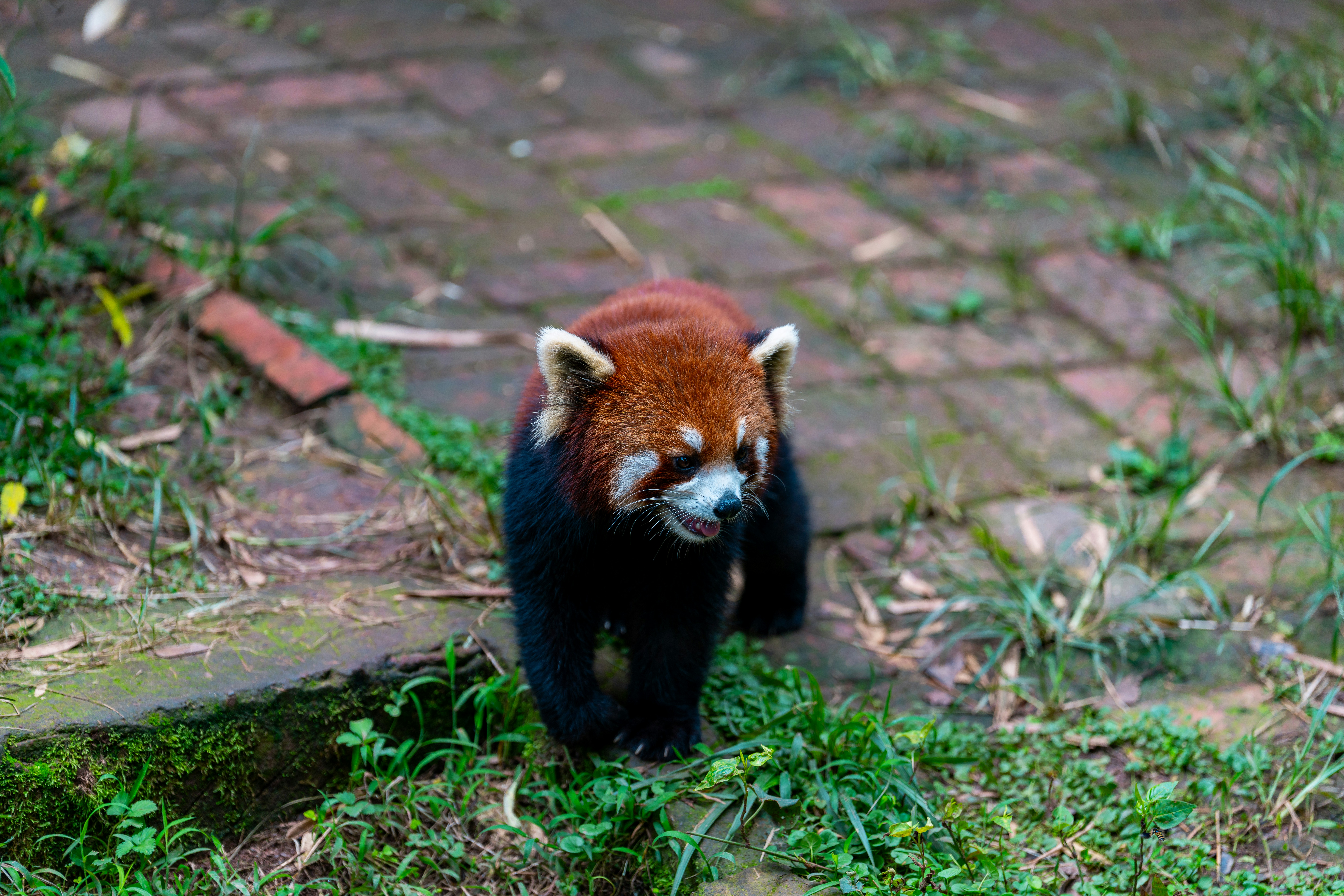 Red Panda Cub Navigates a Mossy Brick Path