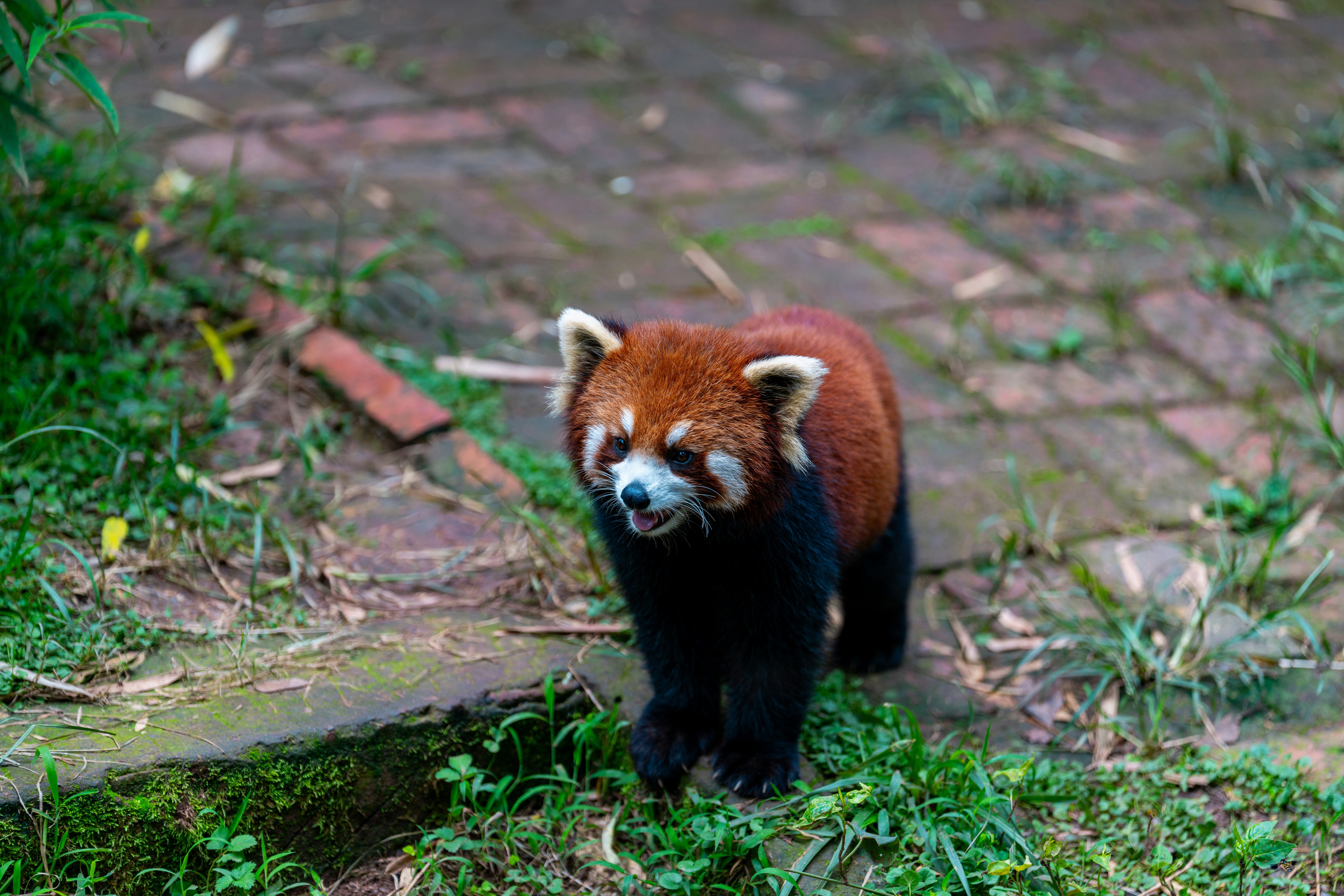 Red Panda on a Mossy Brick Path: Curious Stroll in a Quiet Garden