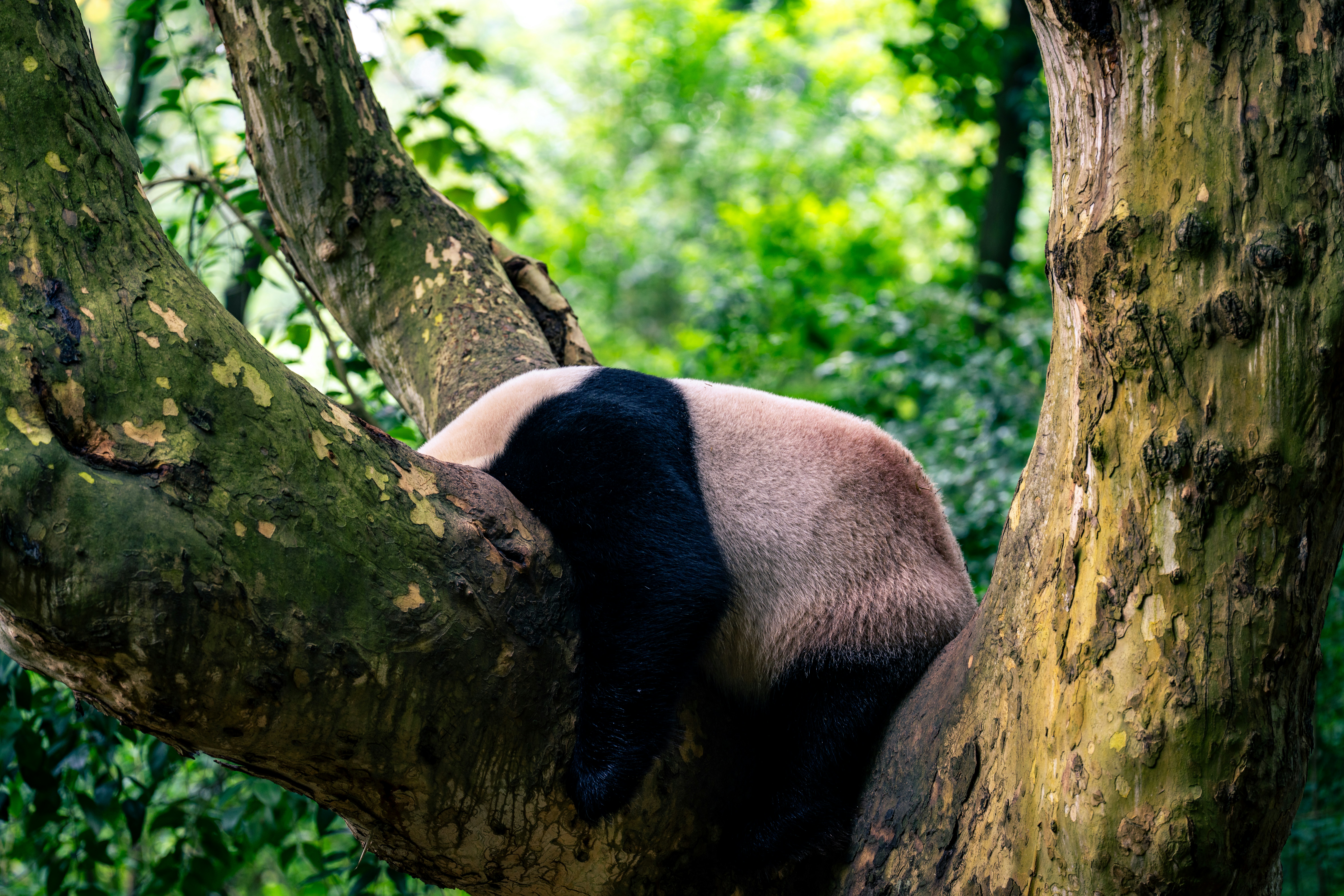 Giant panda sleeping in a tree