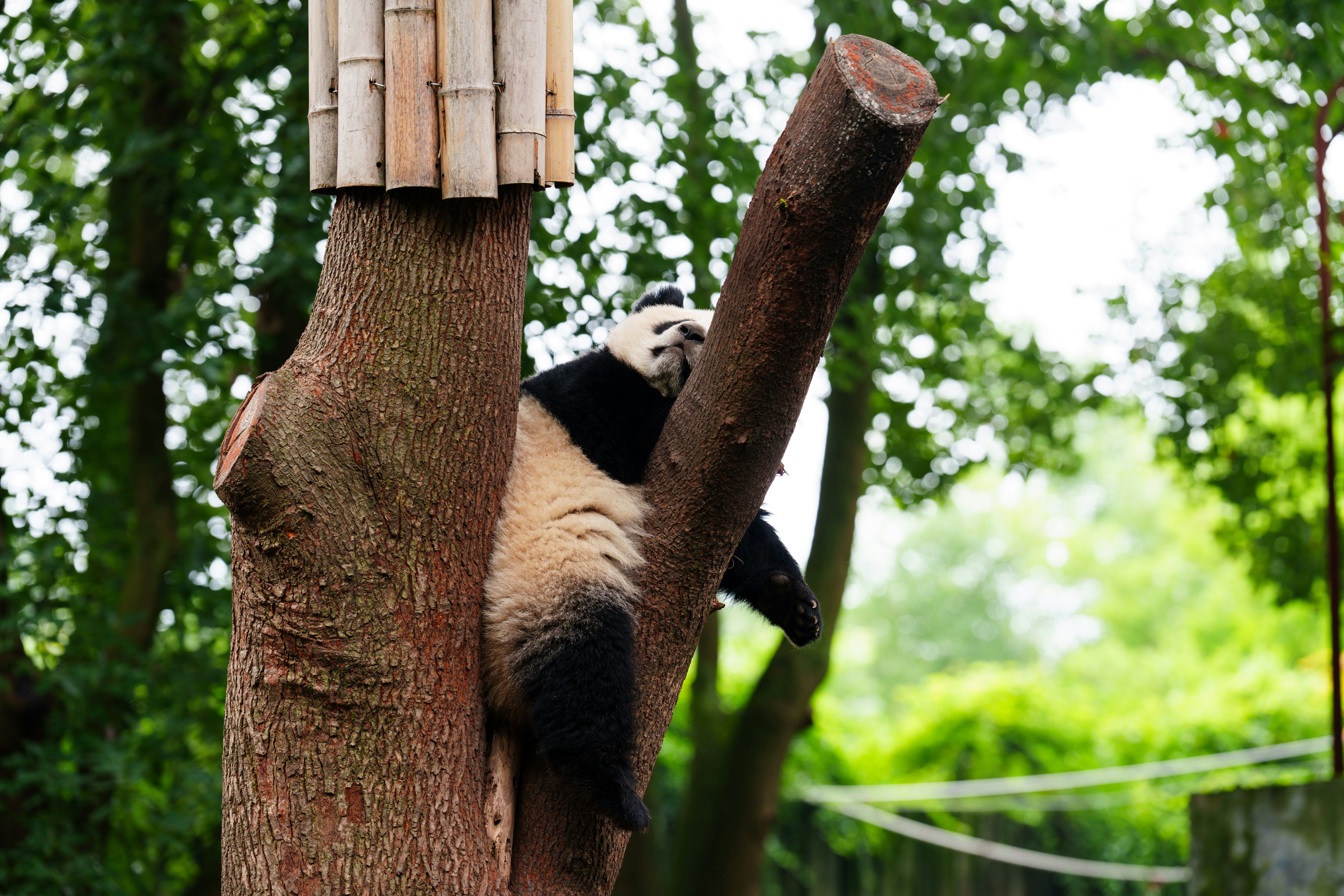 Mid-Climb Panda: Quiet Strength in a Sunlit Canopy