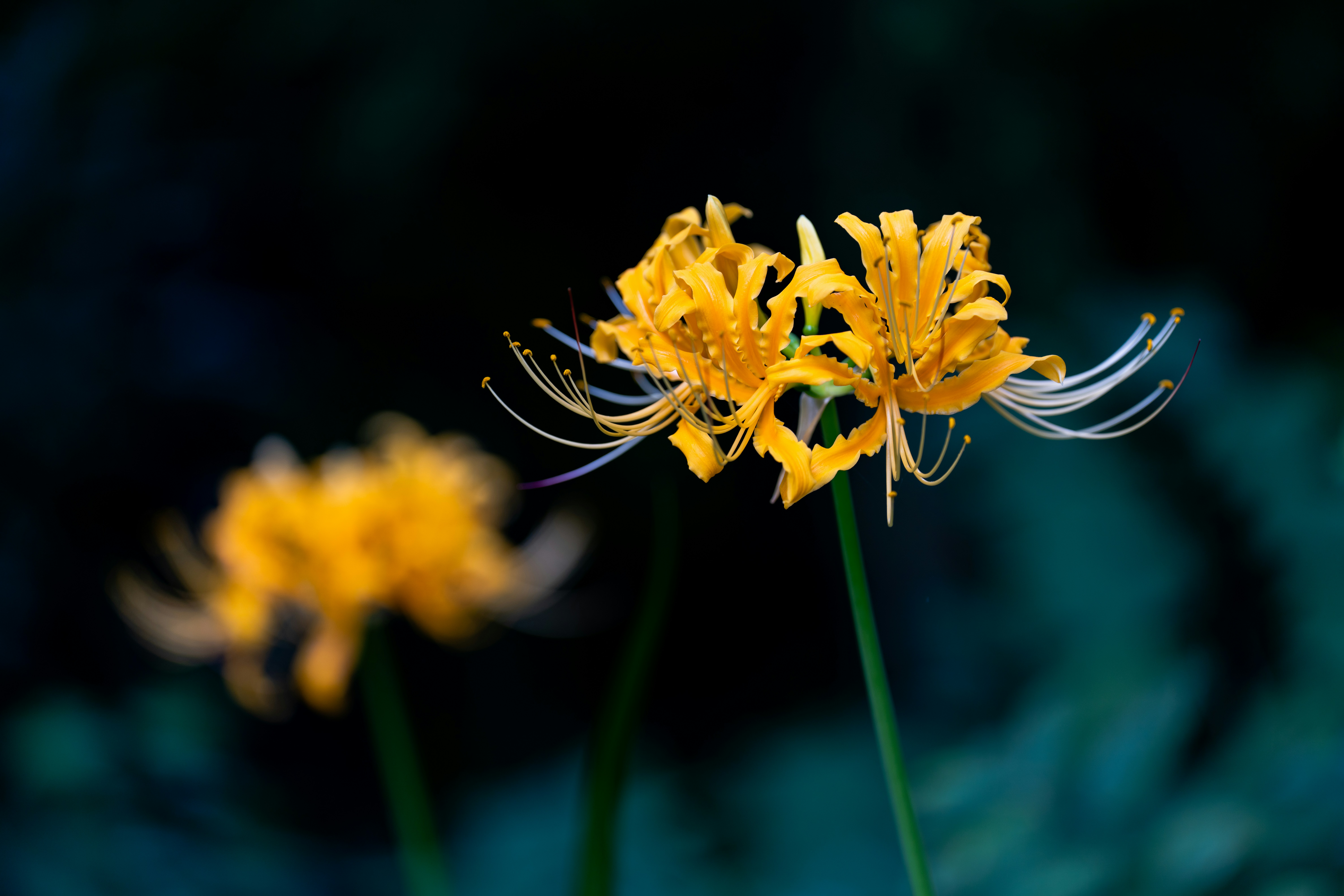 Two yellow spider lilies bloom against dark background