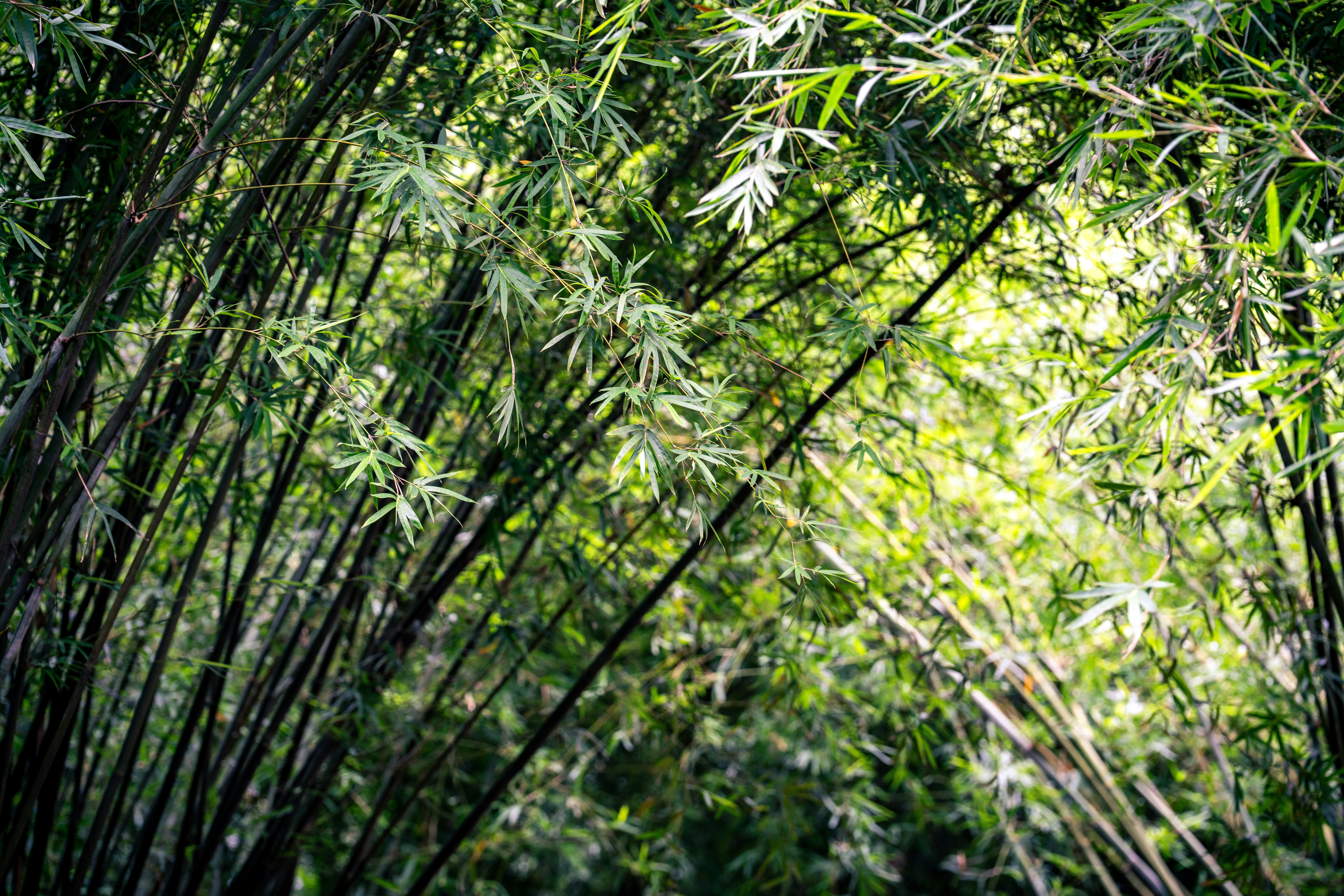 Lush bamboo foliage creating a natural canopy, filtering soft light through slender stalks. The scene evokes tranquility and harmony with nature.