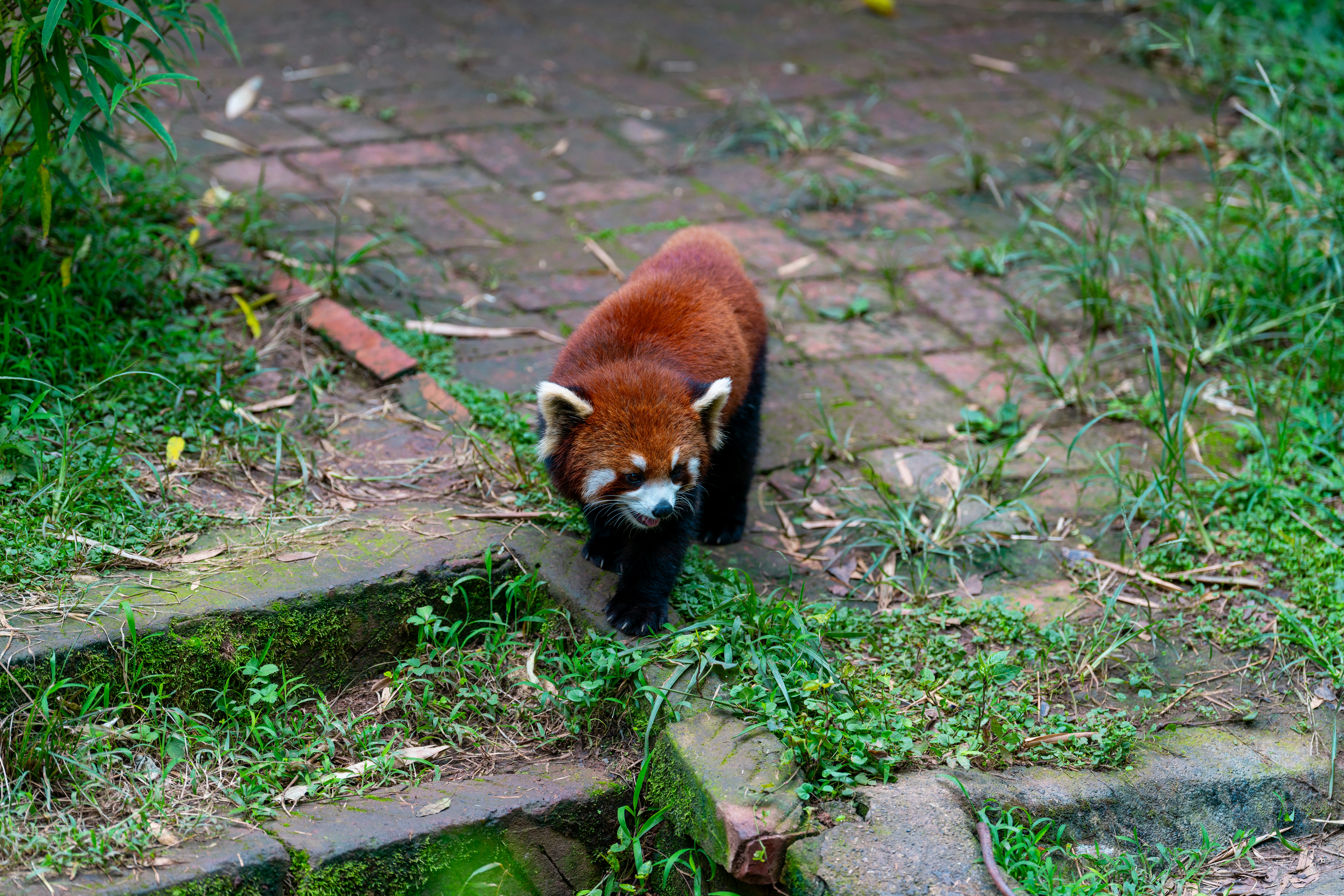 Tiny Red Panda Ventures Down Moss-Cplastered Steps
