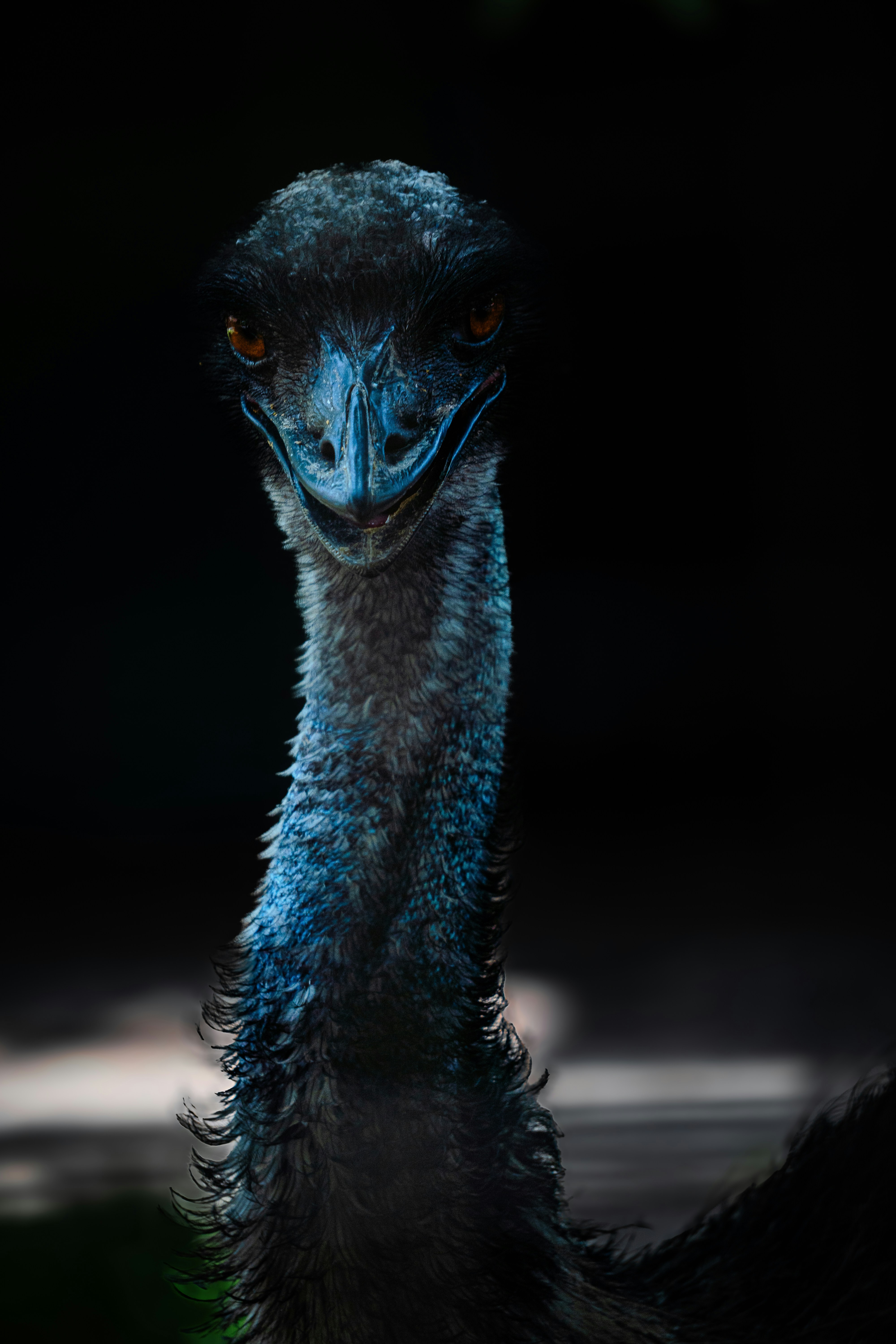 The Enigmatic Gaze of the Emu