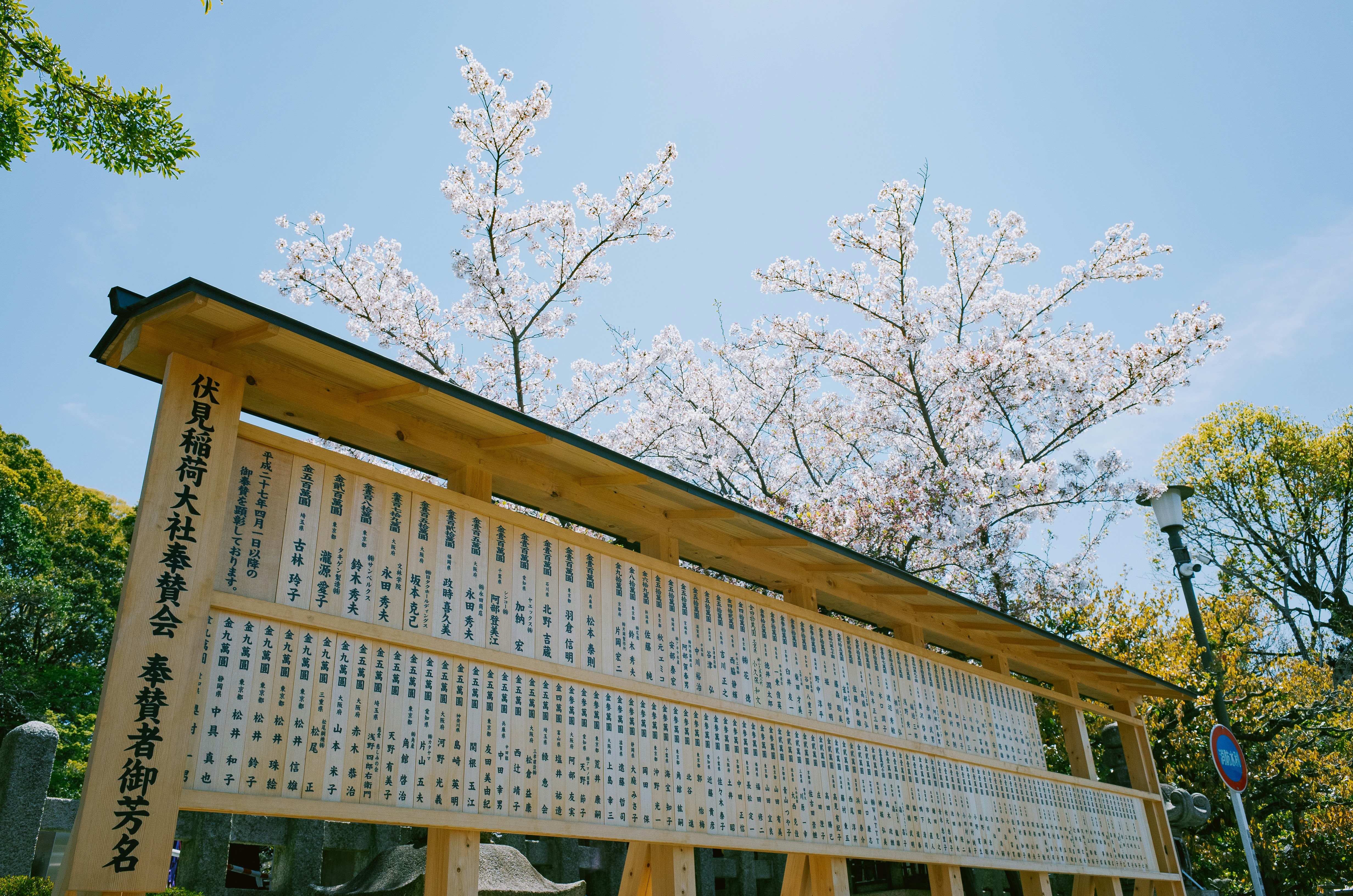 Names in Wood Beneath Blooming Sakura