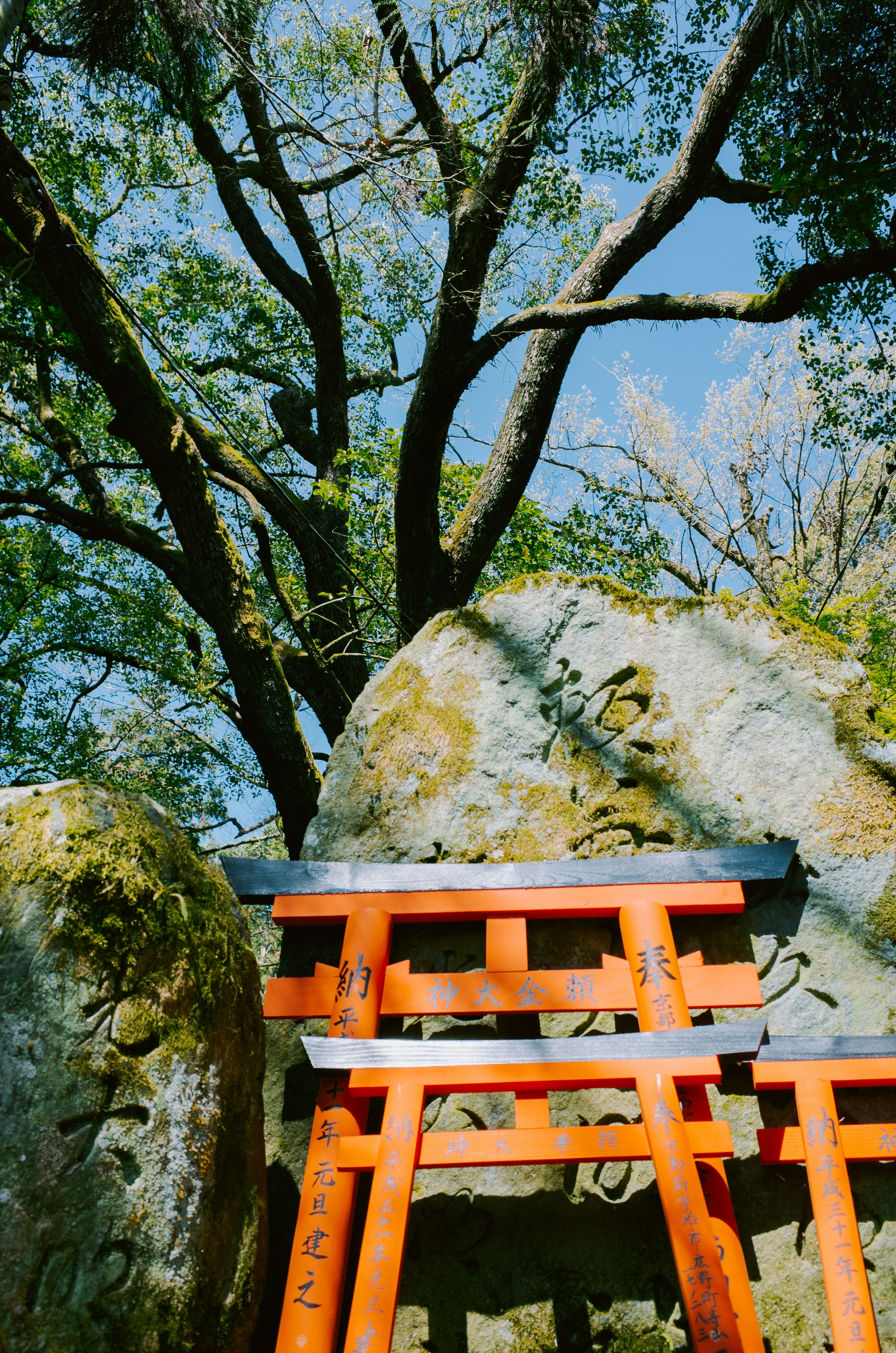 Crimson Gate Beneath the Branches: A Torii Framed by Ancient Rock