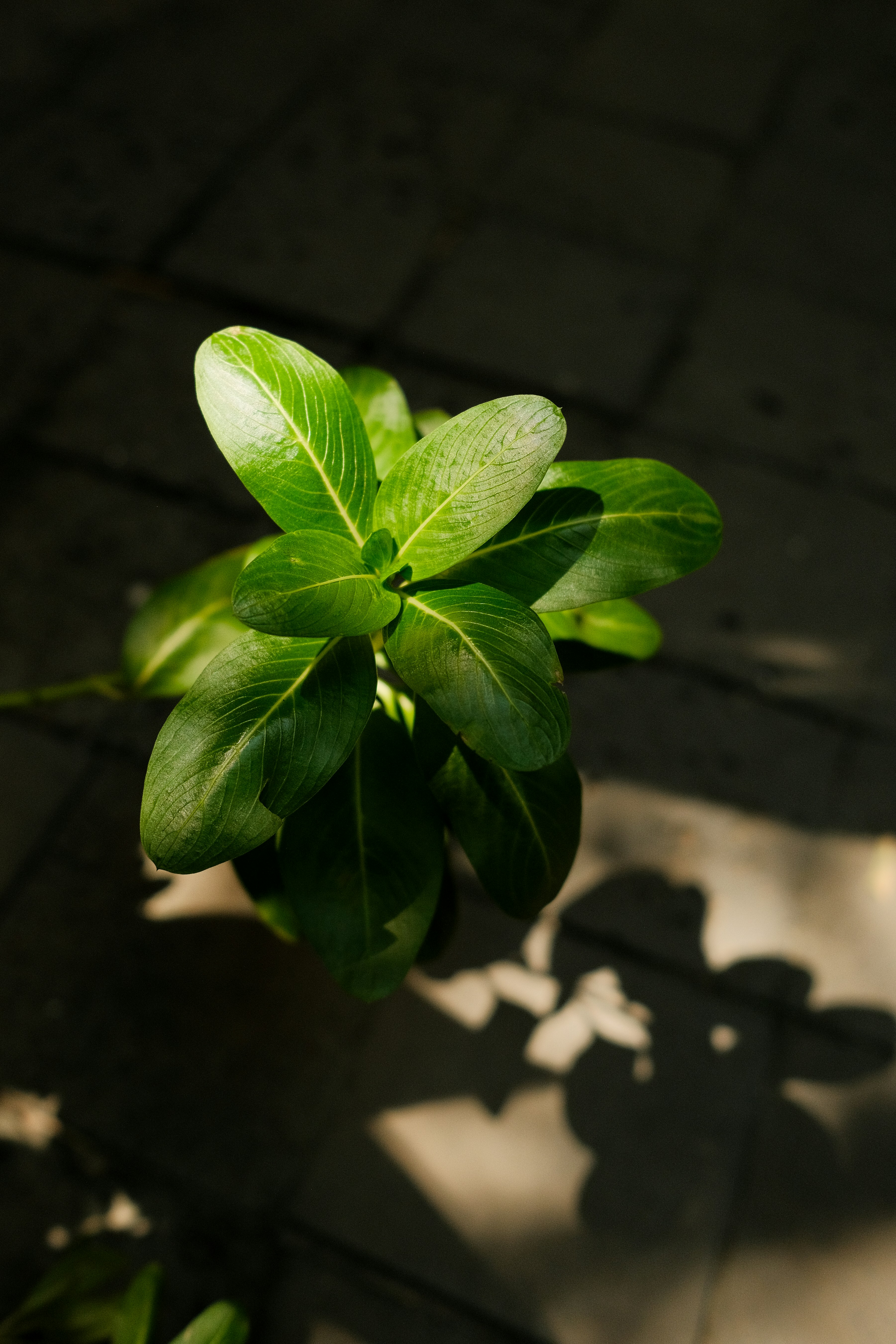 Emerald Embrace: Nature's Subtle Elegance