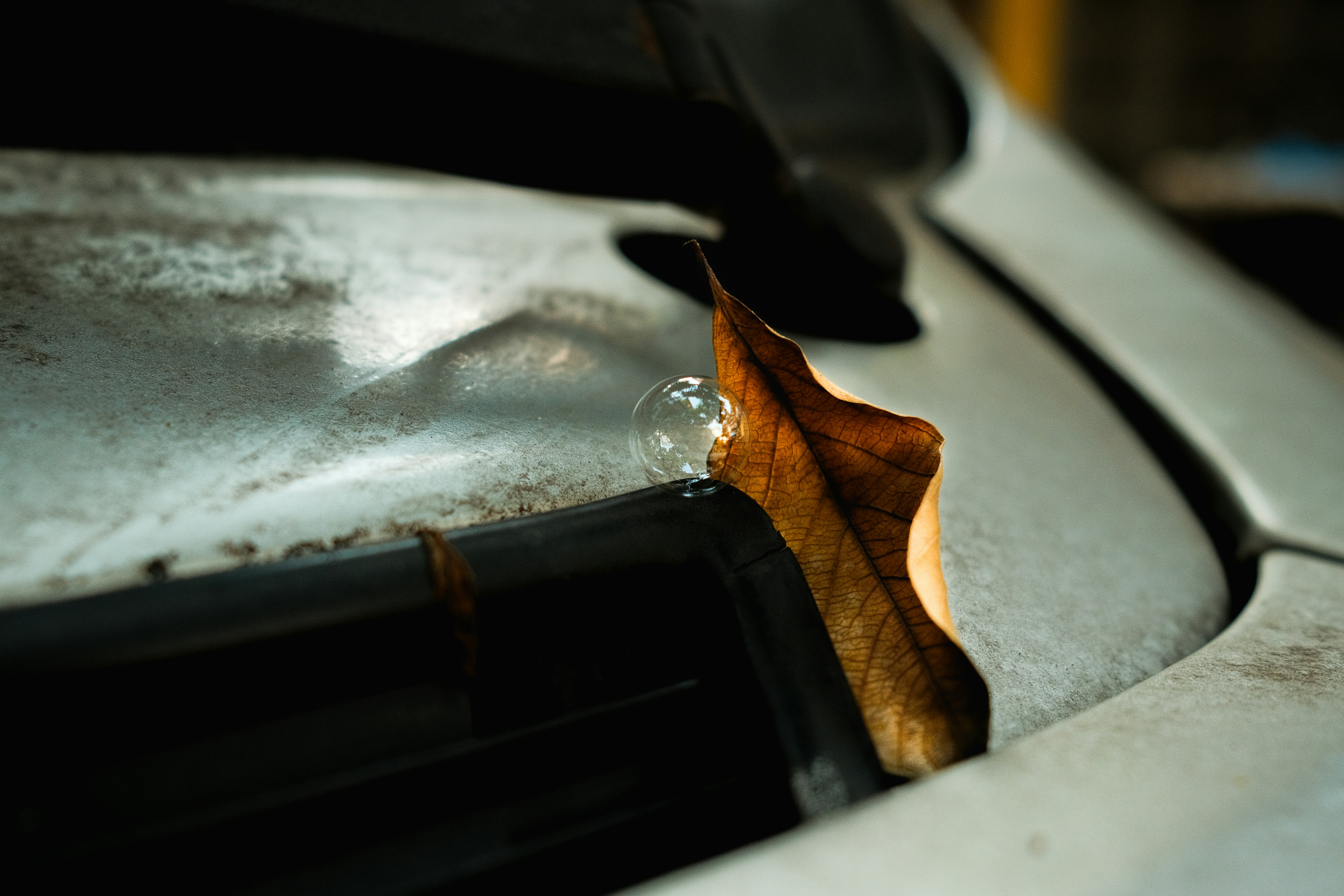 A dried leaf rests atop a weathered car hood, glistening with a droplet of water, showcasing the contrast between nature and urban decay.