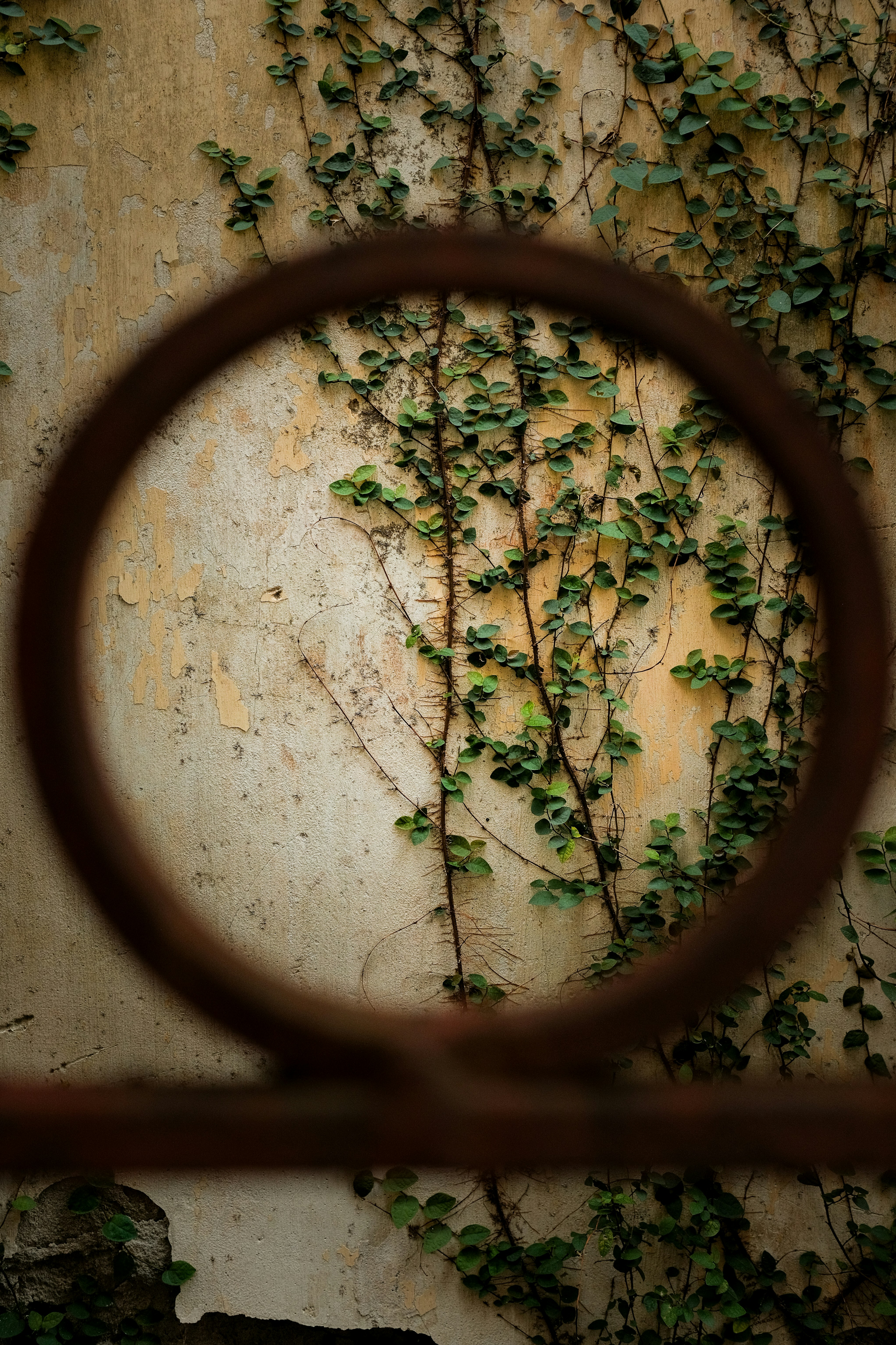 Rusted Ring Framing Timeworn Ivy on a Sunlit Wall