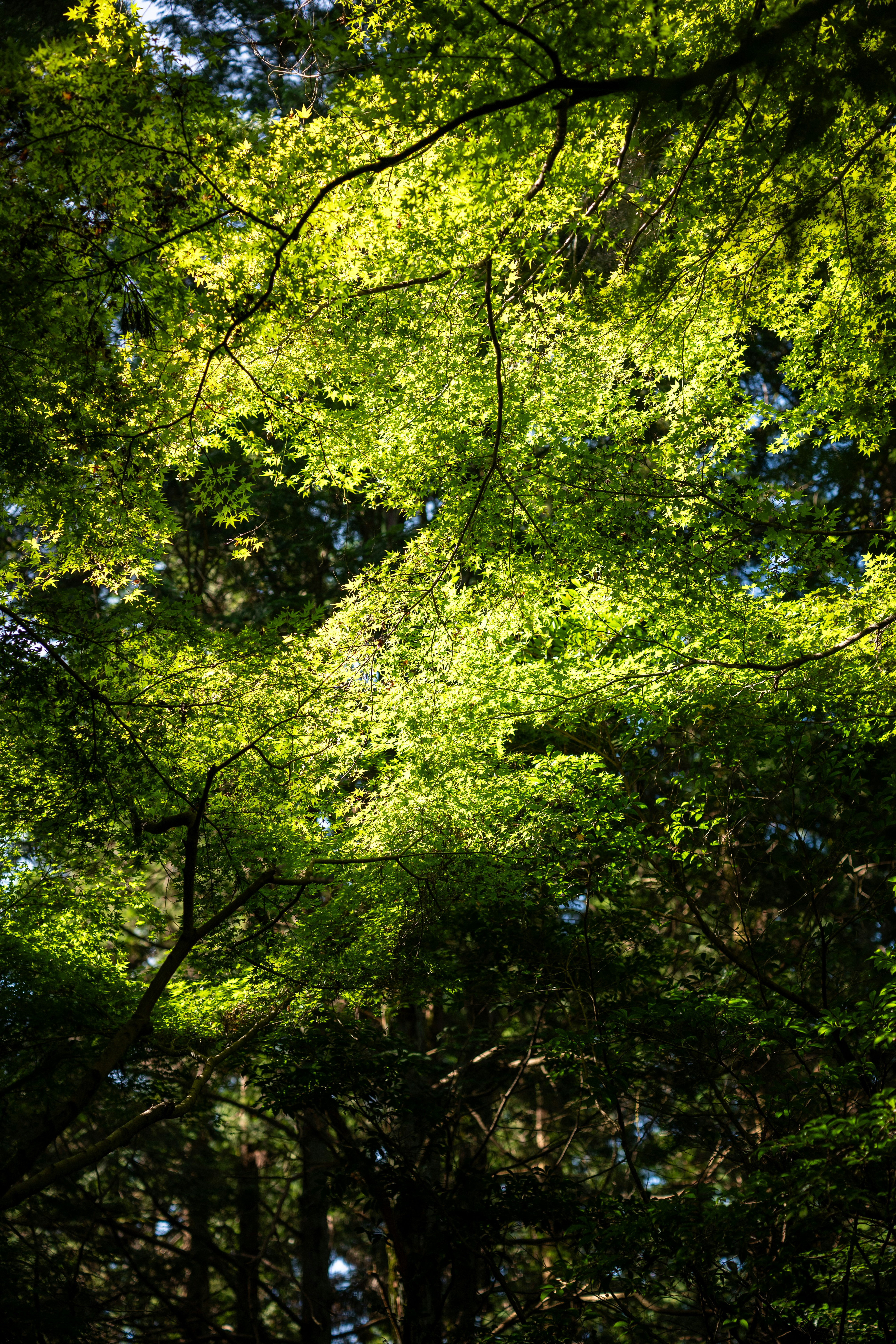 Sunlight filtering through lush green forest canopy