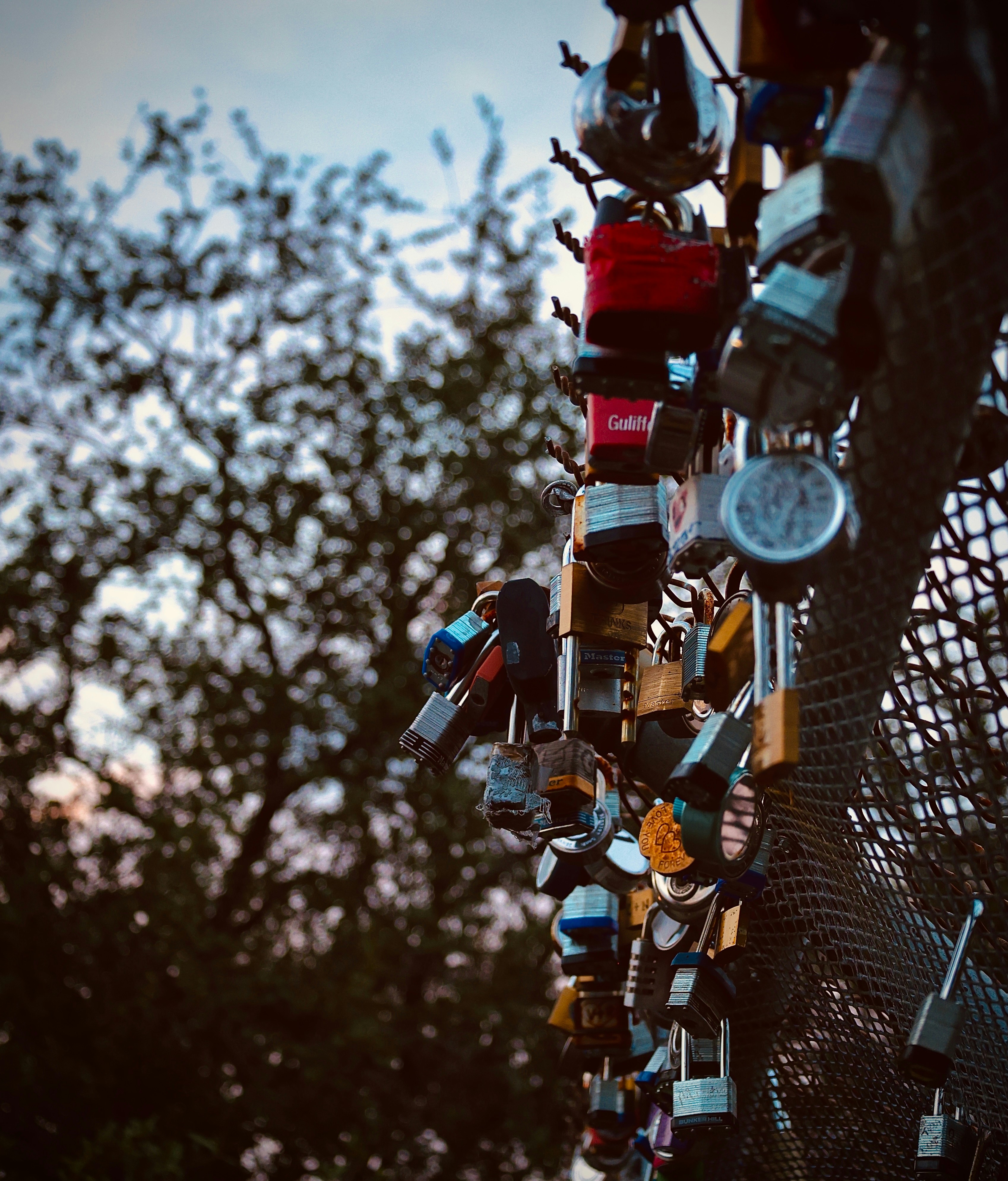 Padlock Chorus on a Dusk-Tinted Fence