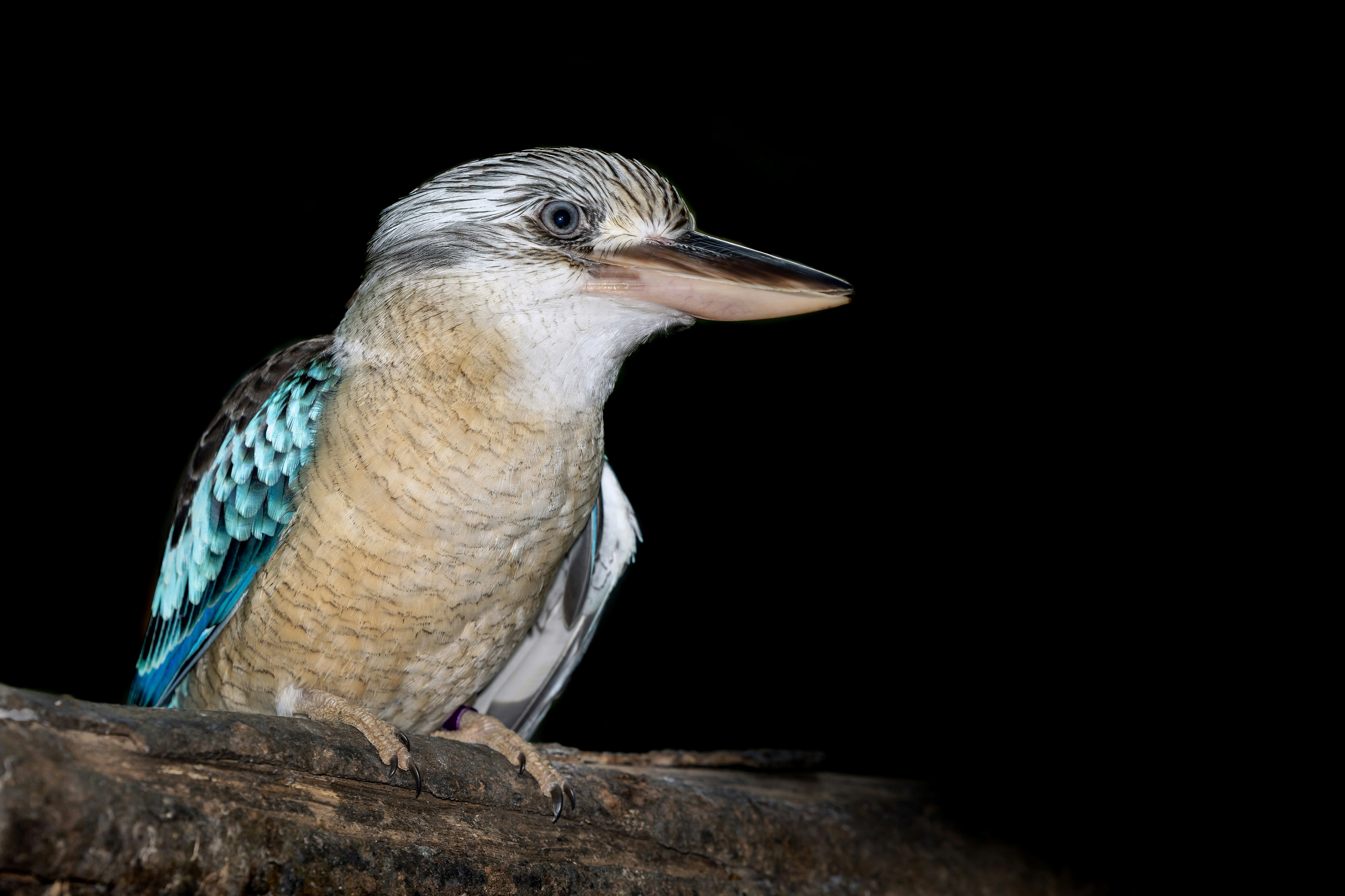 The Silent Observer: A Kingfisher's Poised Gaze