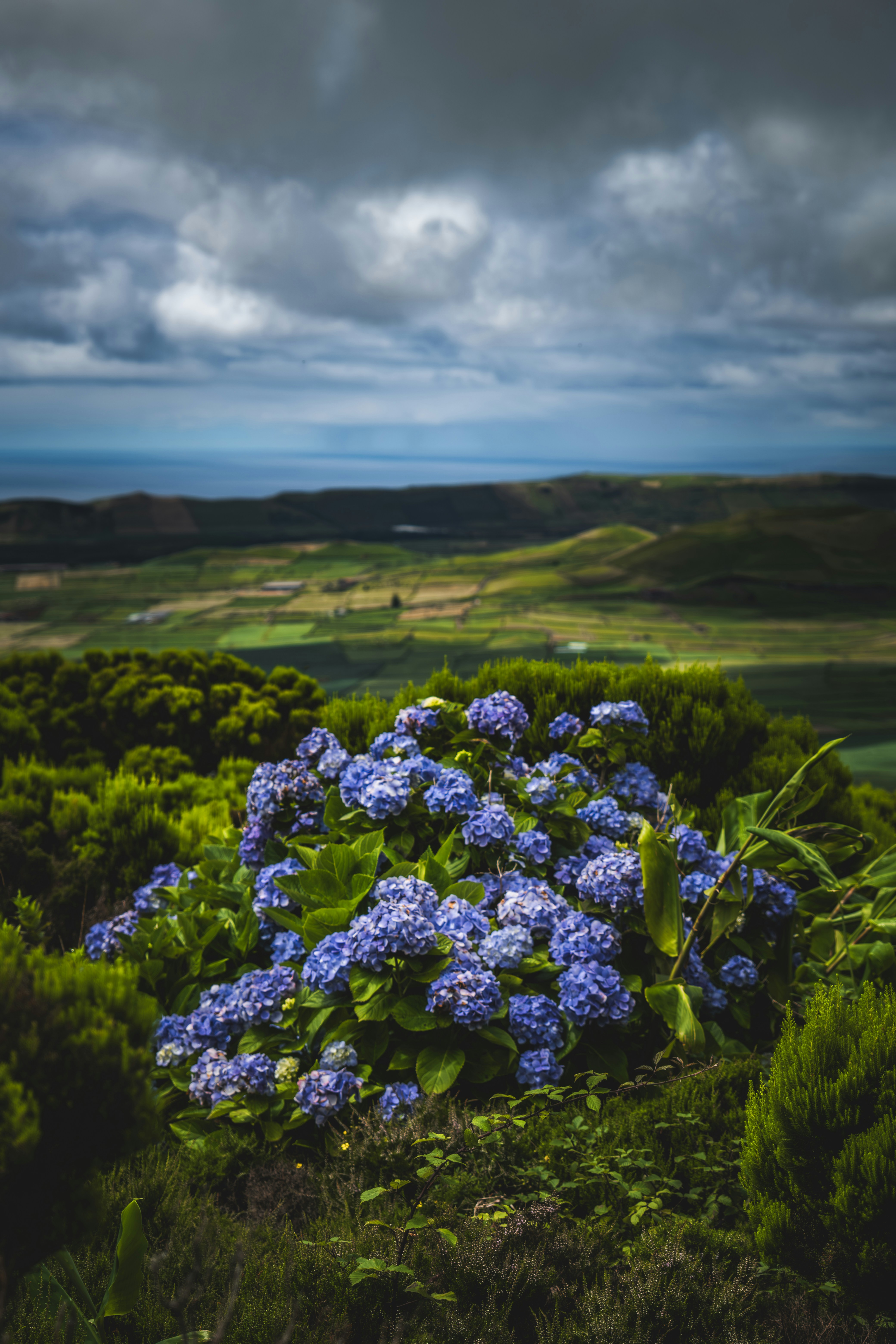 Vibrant blue hydrangeas bloom amidst lush greenery, overlooking a patchwork of fields under a moody sky.