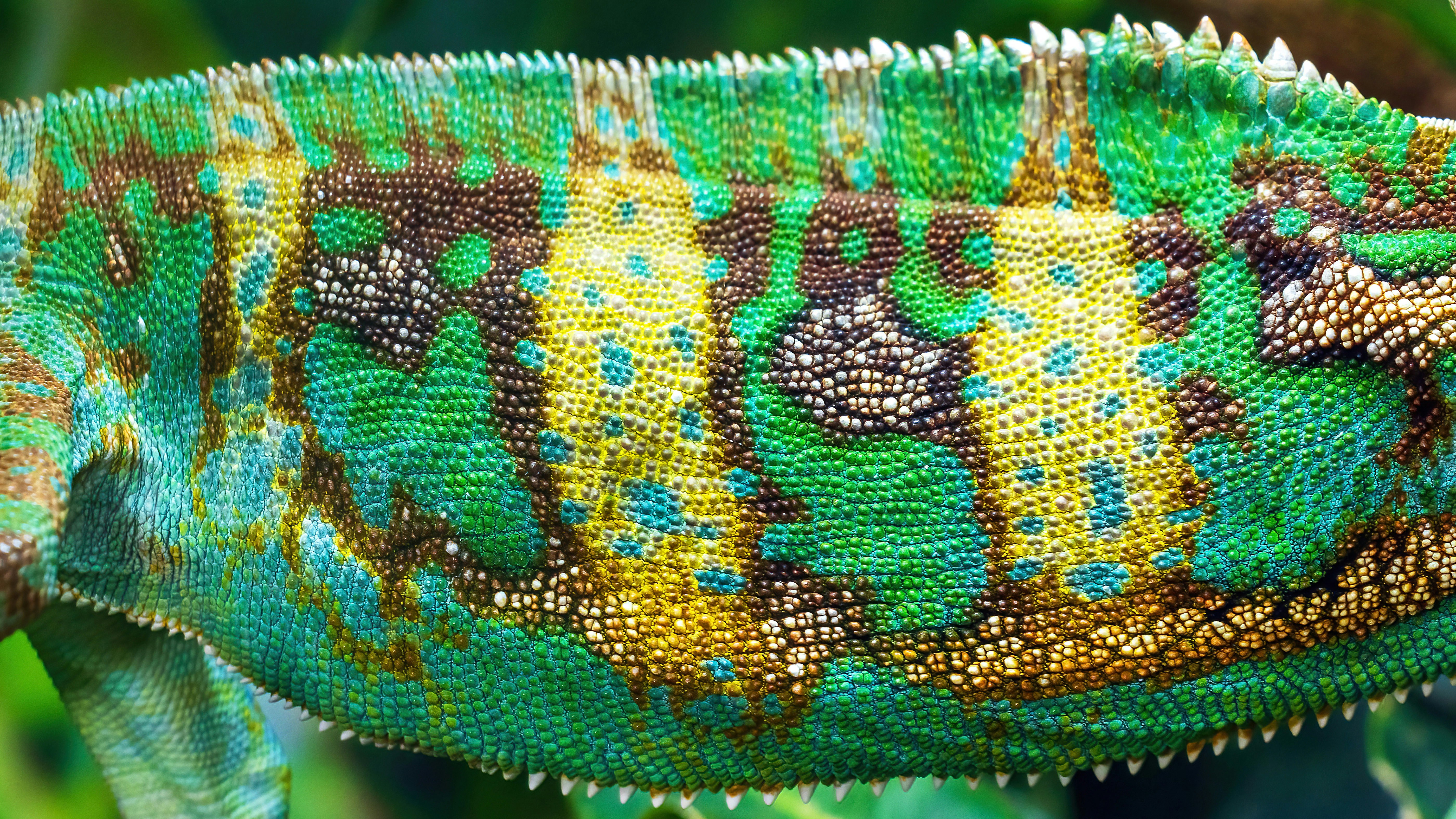 Nature's Kaleidoscope: The Vibrant Chameleon