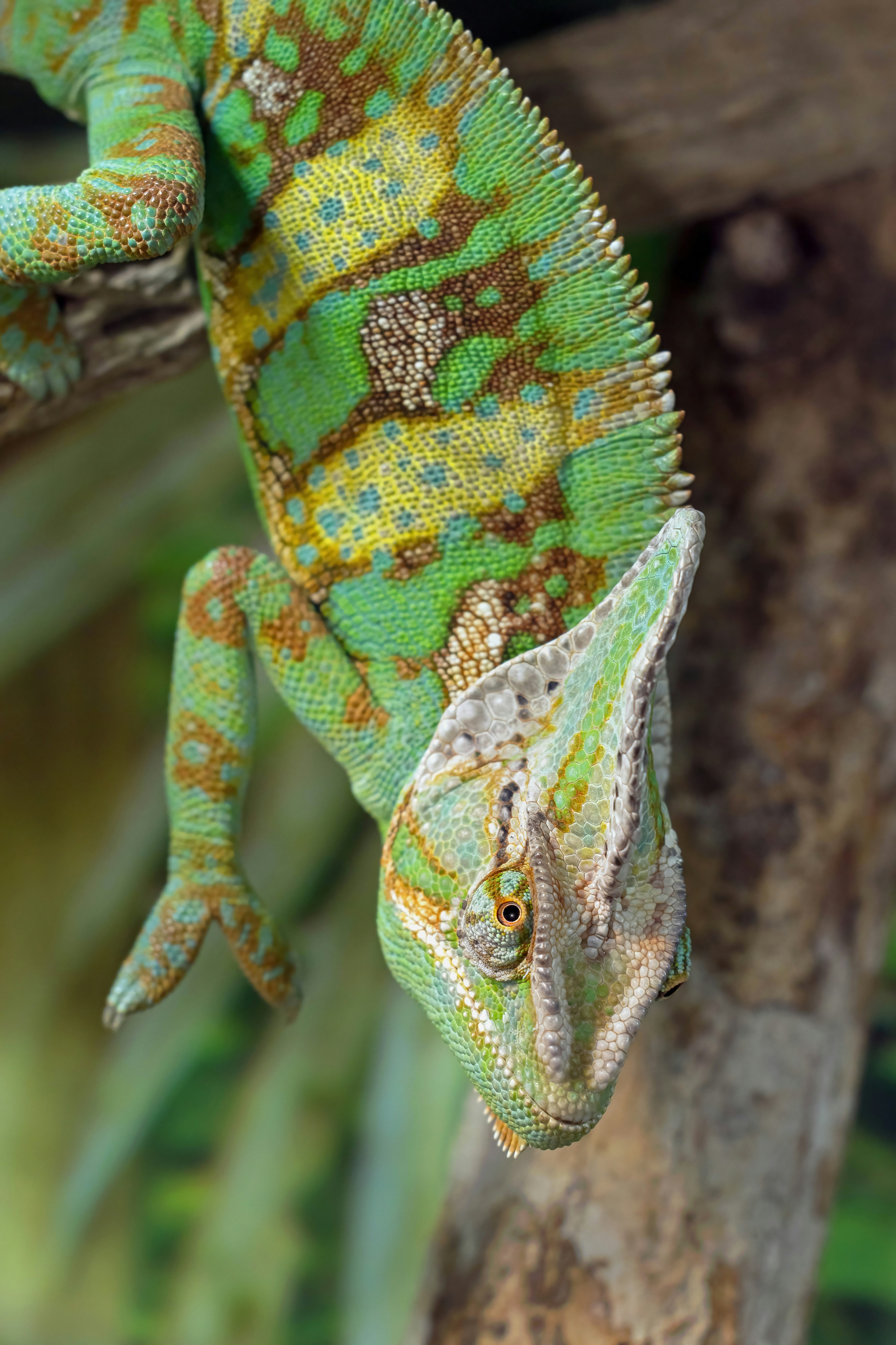 A Veiled Chameleon keeps one eye on the photographer. | A chameleon with green and yellow patterns clings to a branch.