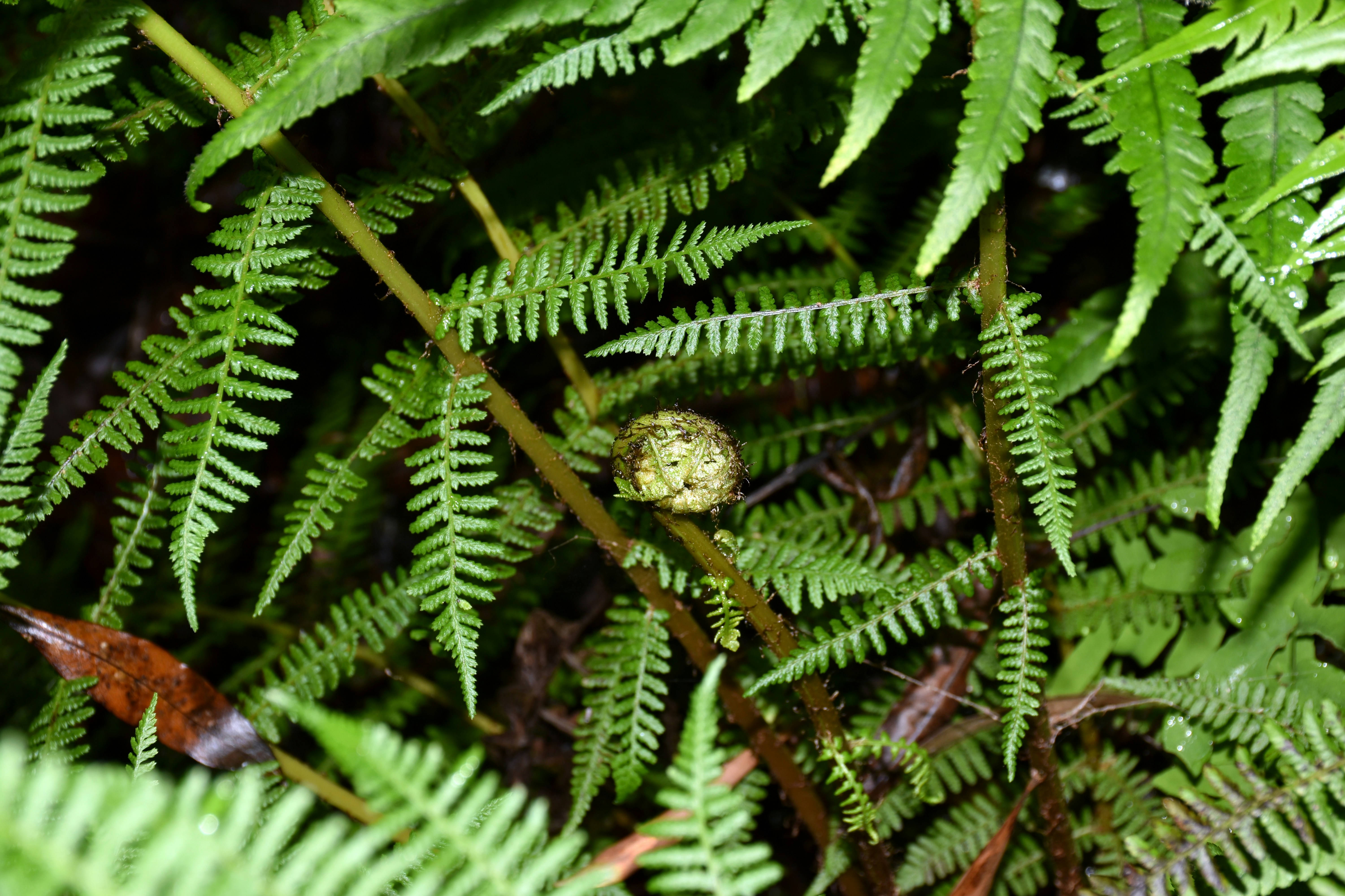 Emerging Life: A Fern's Journey