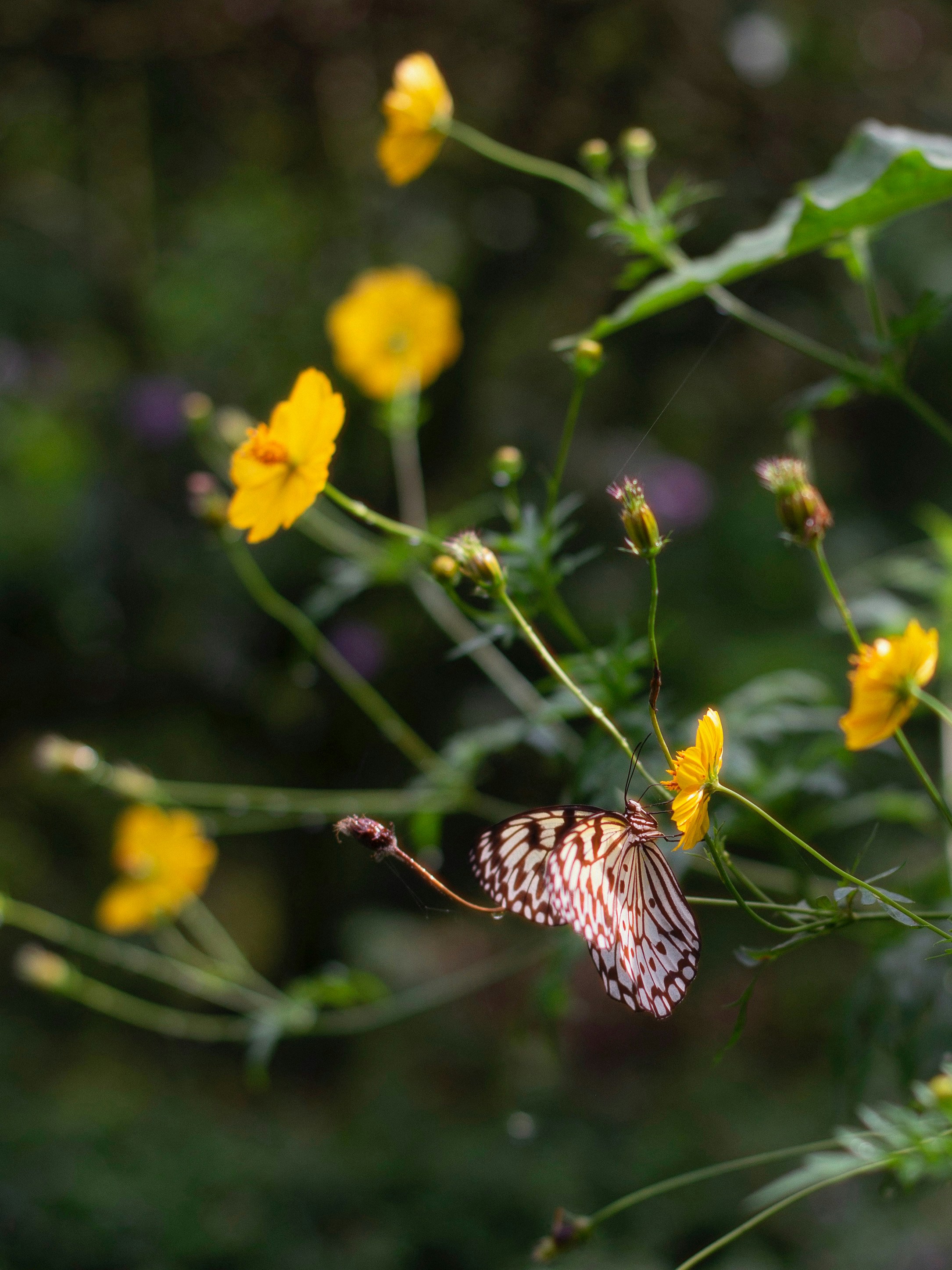 Whispers of Nature: The Butterfly's Embrace