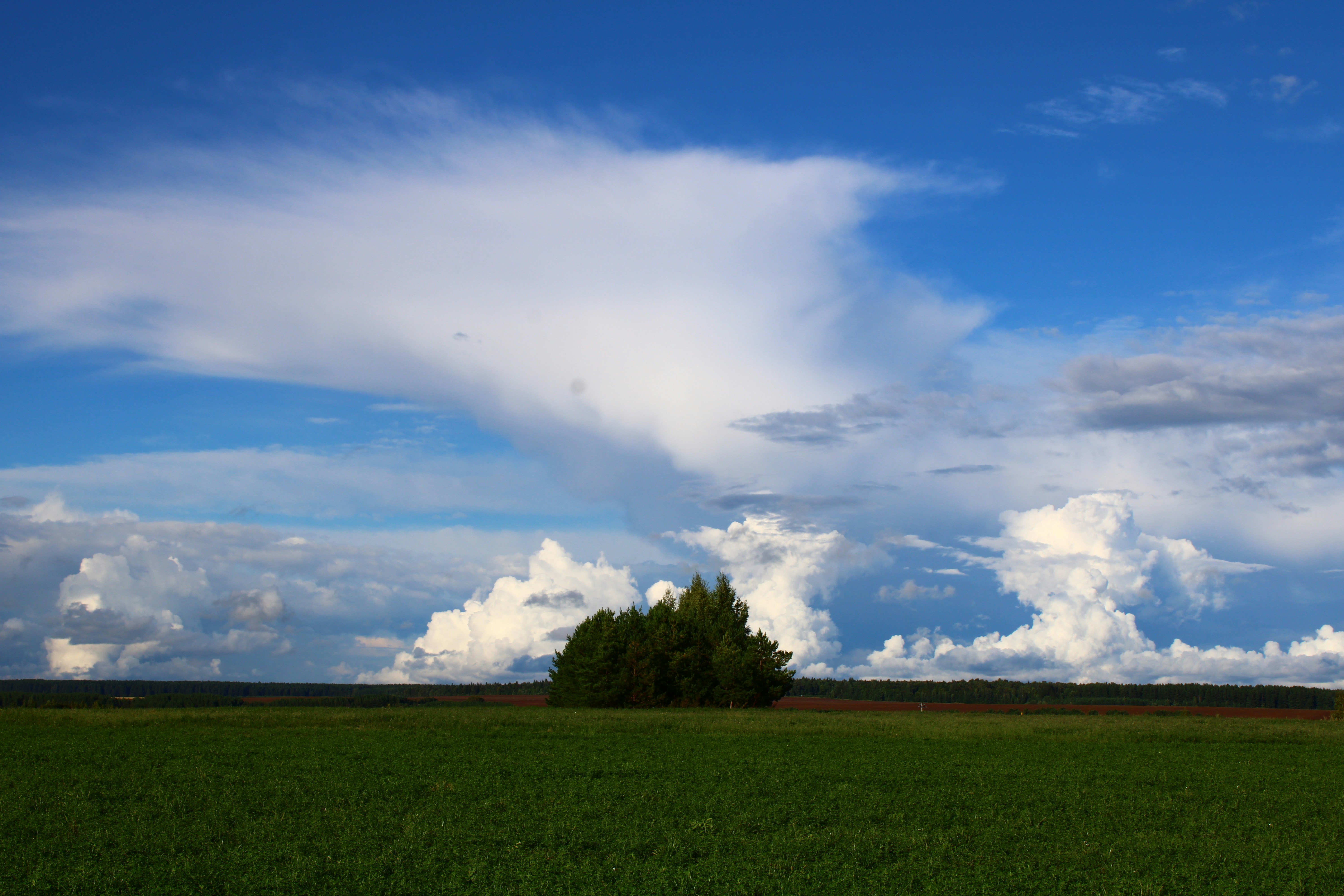 Lush green field under a vast sky adorned with dramatic clouds, featuring a cluster of trees at the horizon.