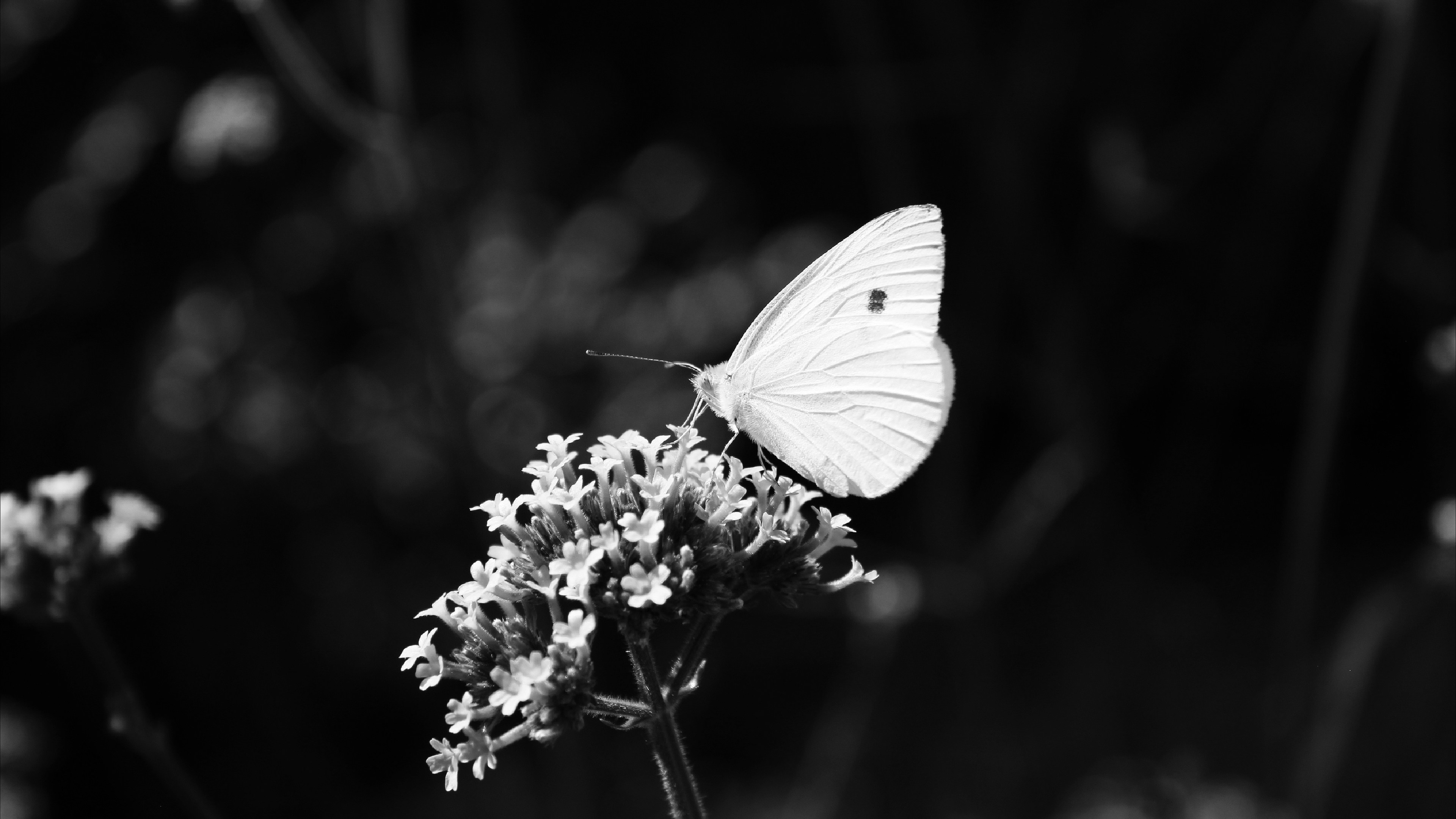 Whispers of Nature's Elegance