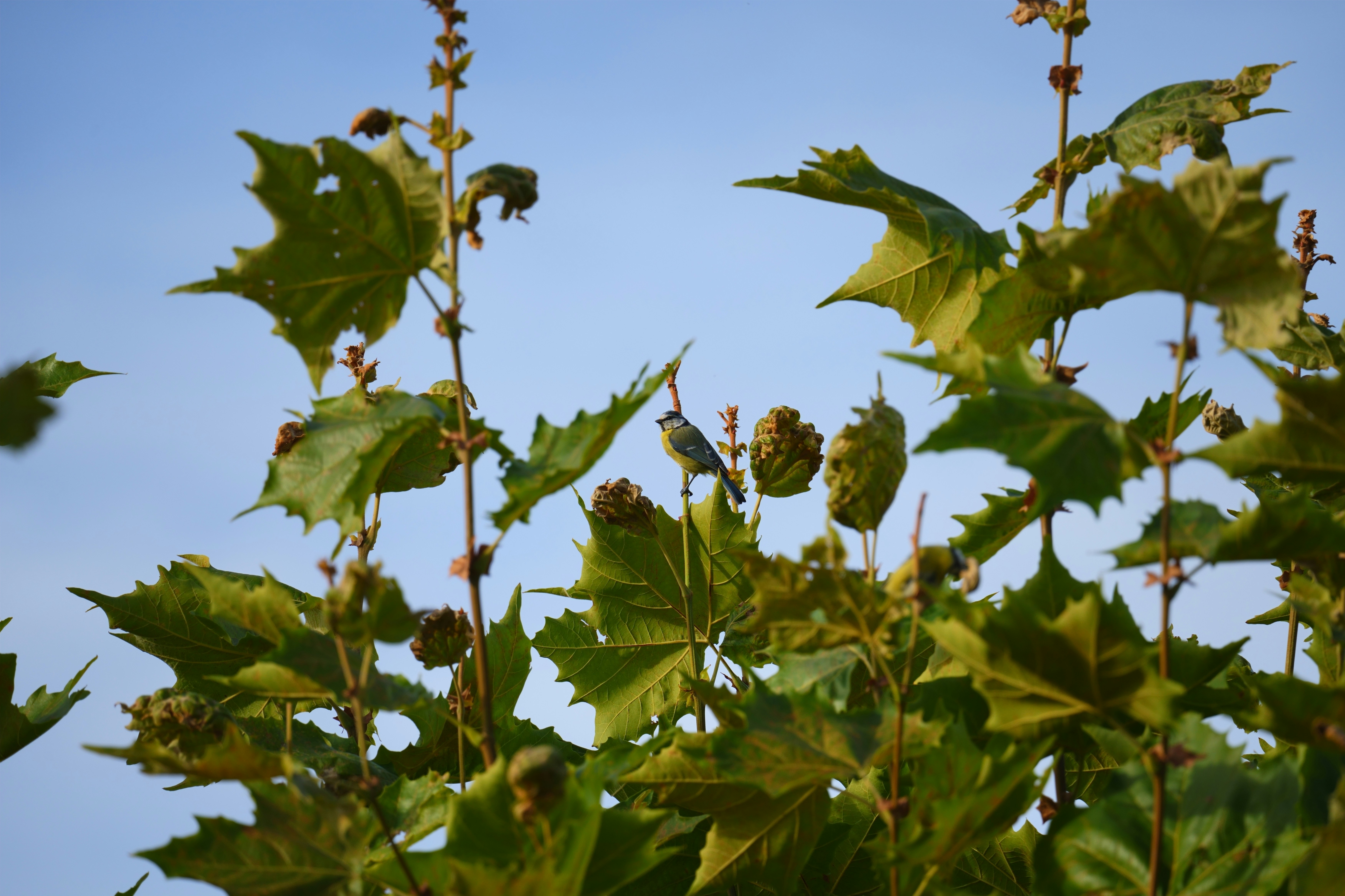 Close-up view of vibrant green leaves with budding growth against a clear blue sky.