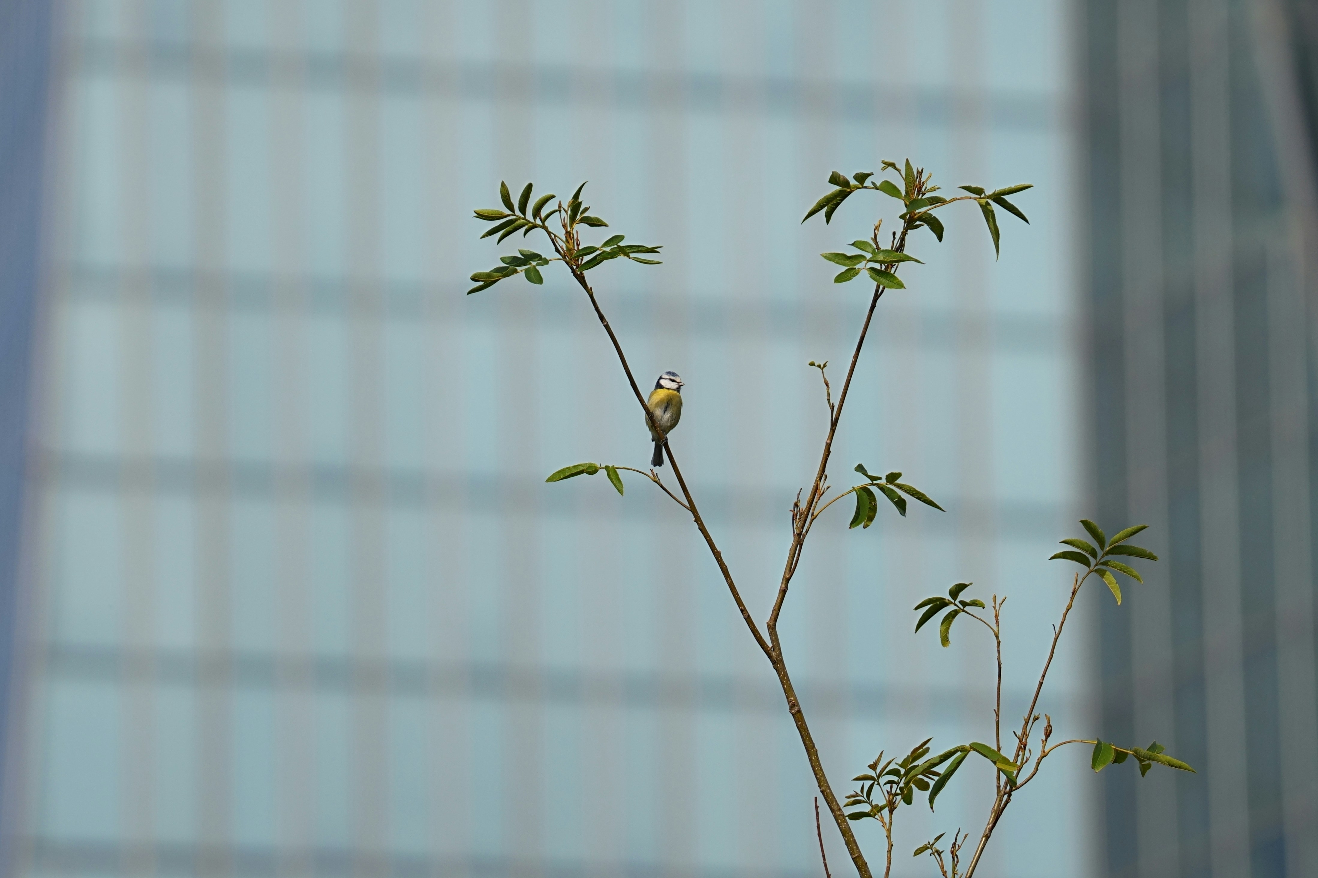 Urban Avian Serenity Amidst Glass Giants