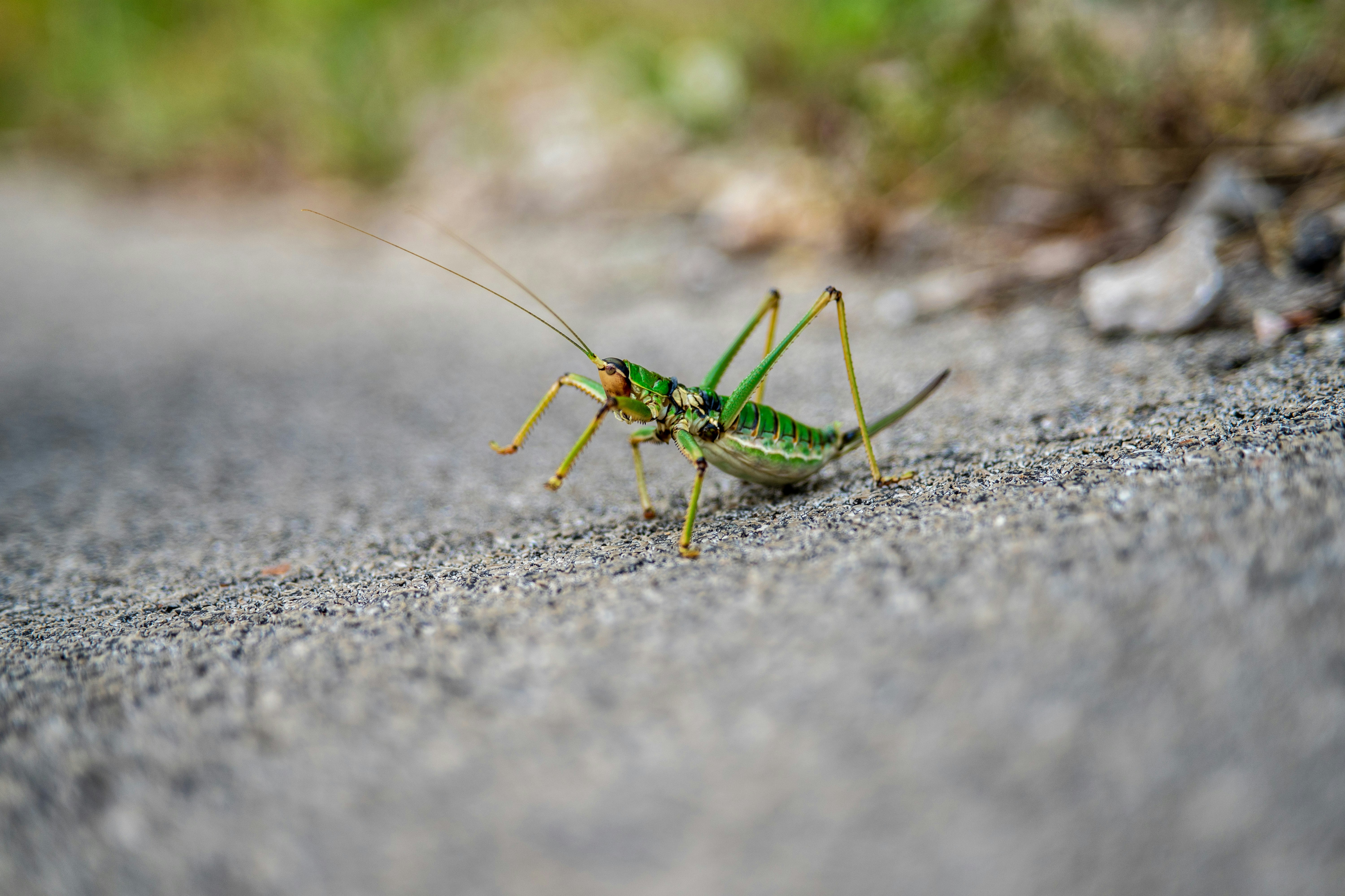 A green grasshopper on a gravel path