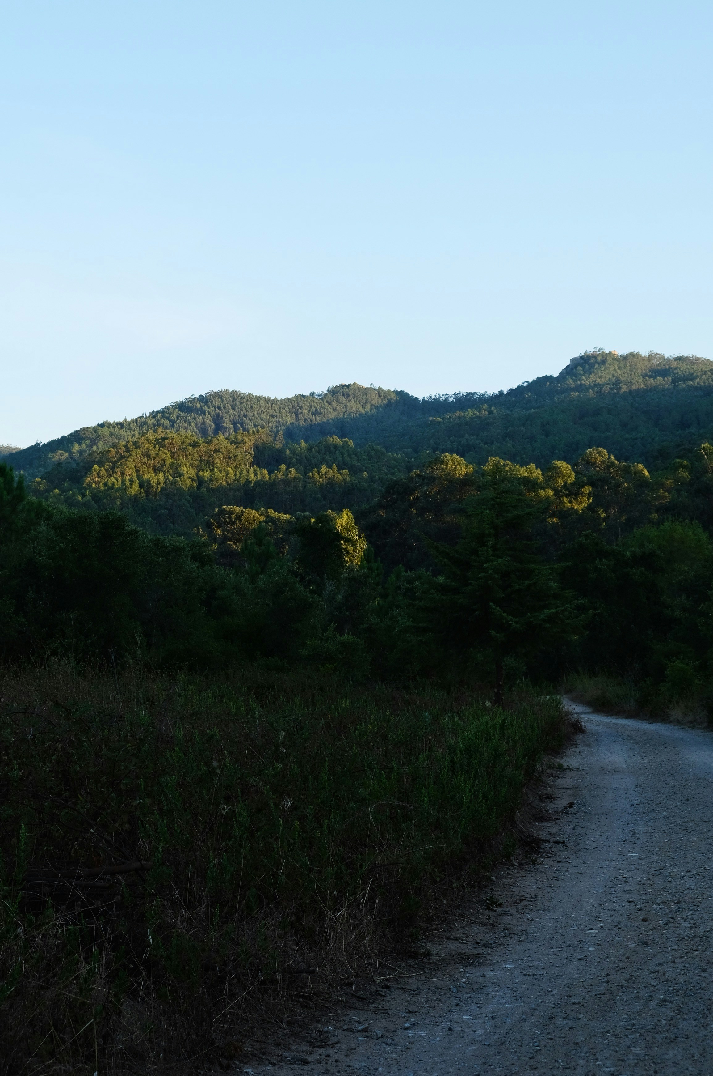 Gravel road leading towards forested hills under clear sky.