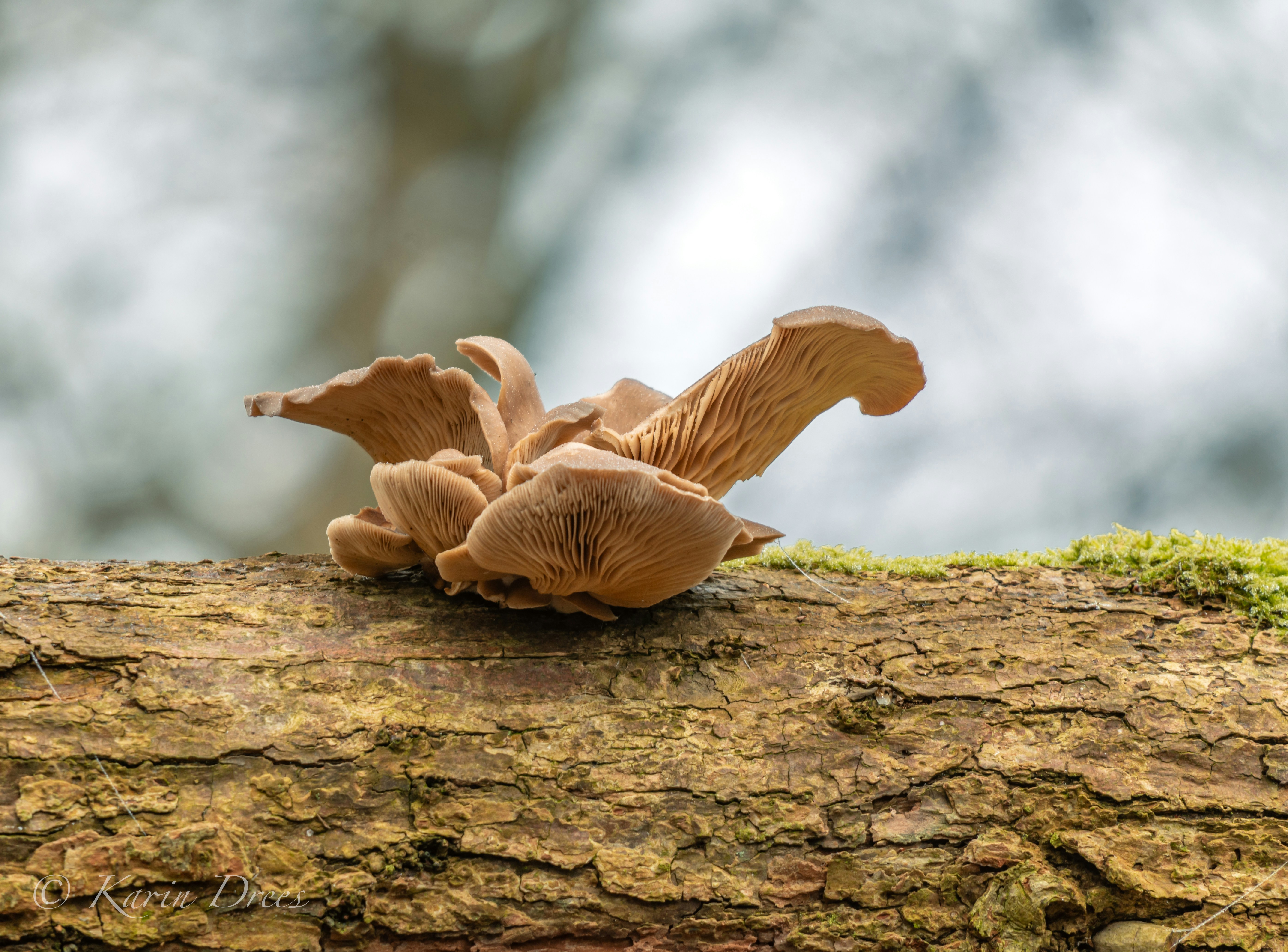 Pilz auf einem Ast