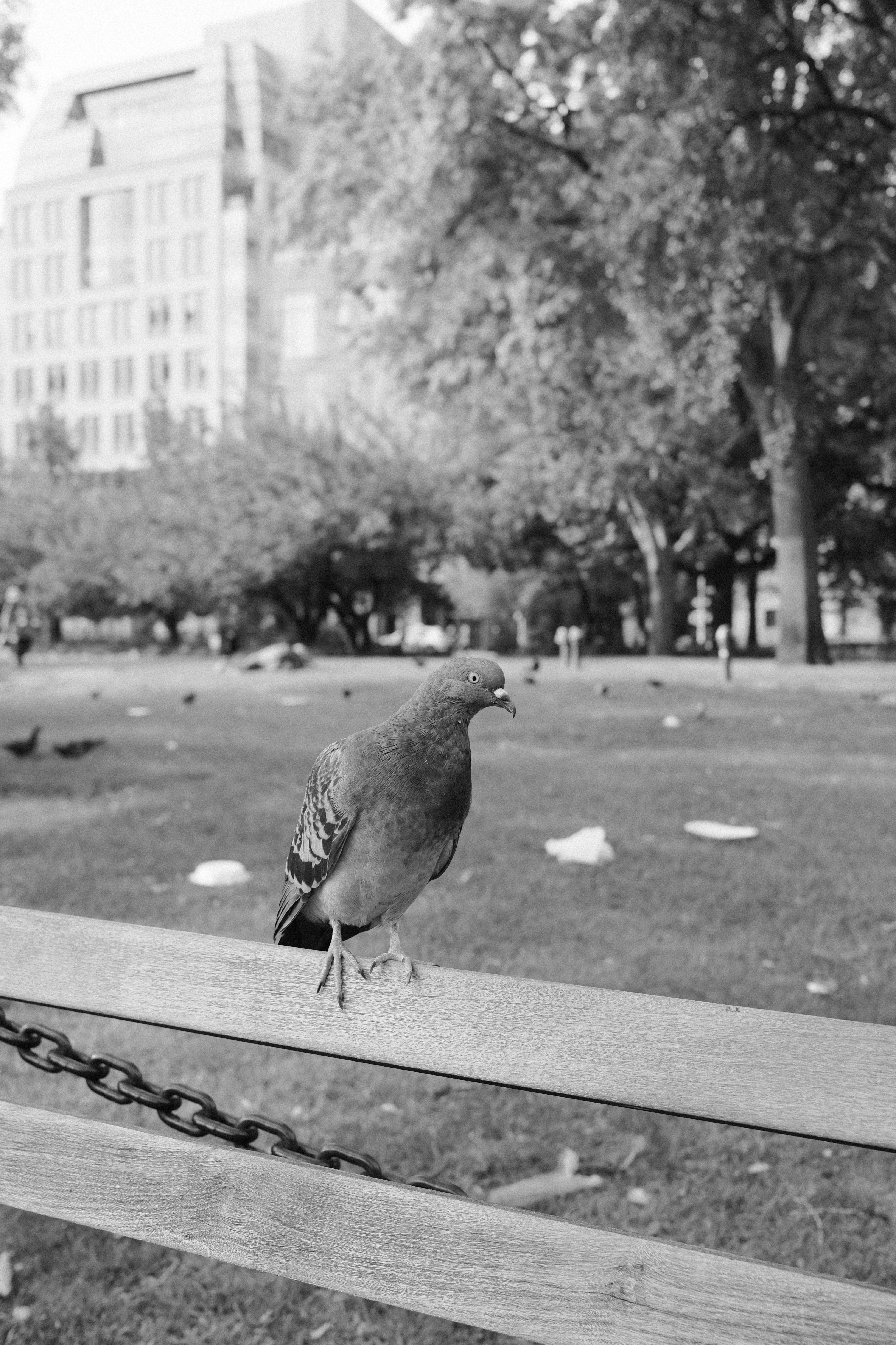 Pigeon Perch: A Quiet City Park Moment on Weathered Slats