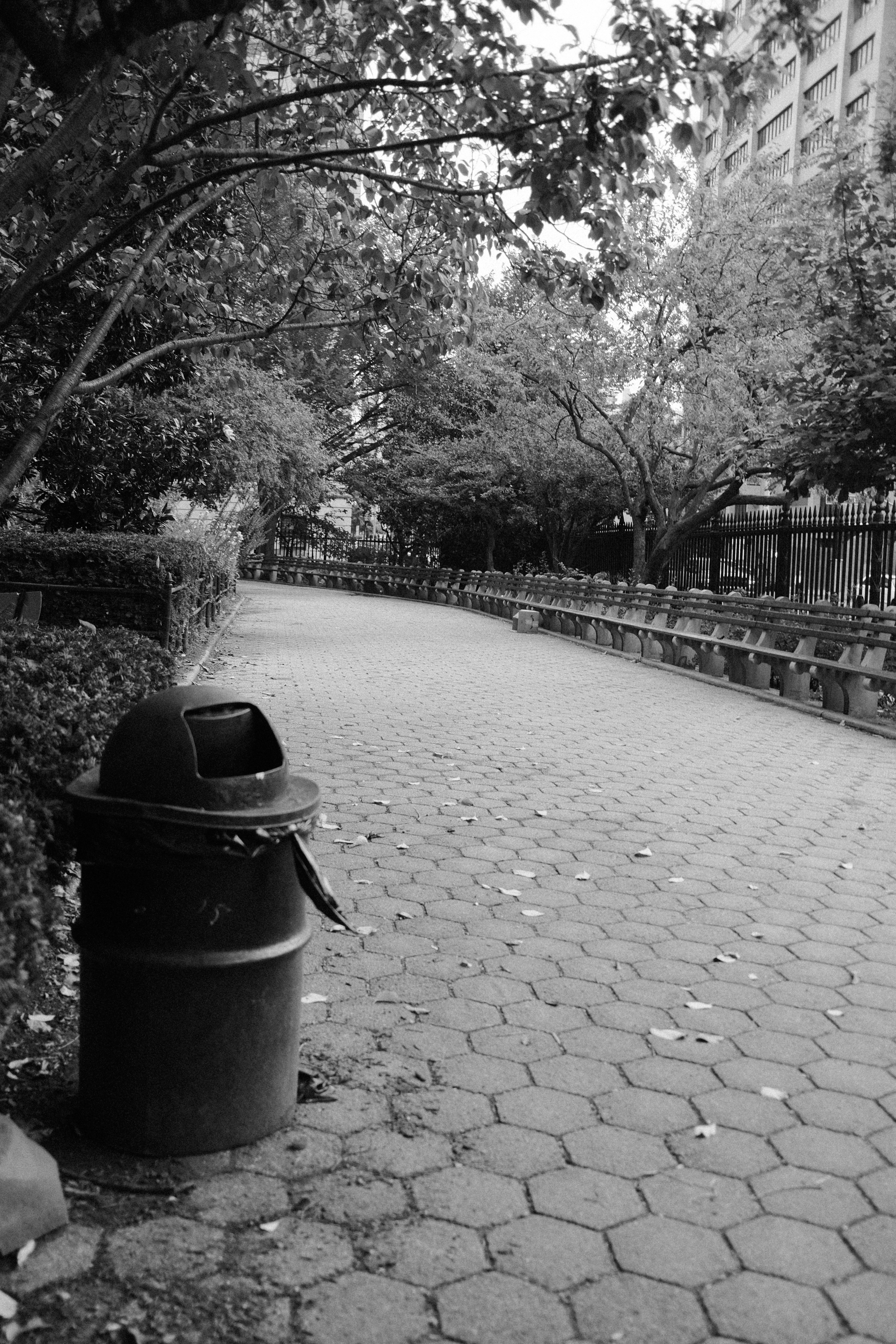A paved park pathway with trees and benches.