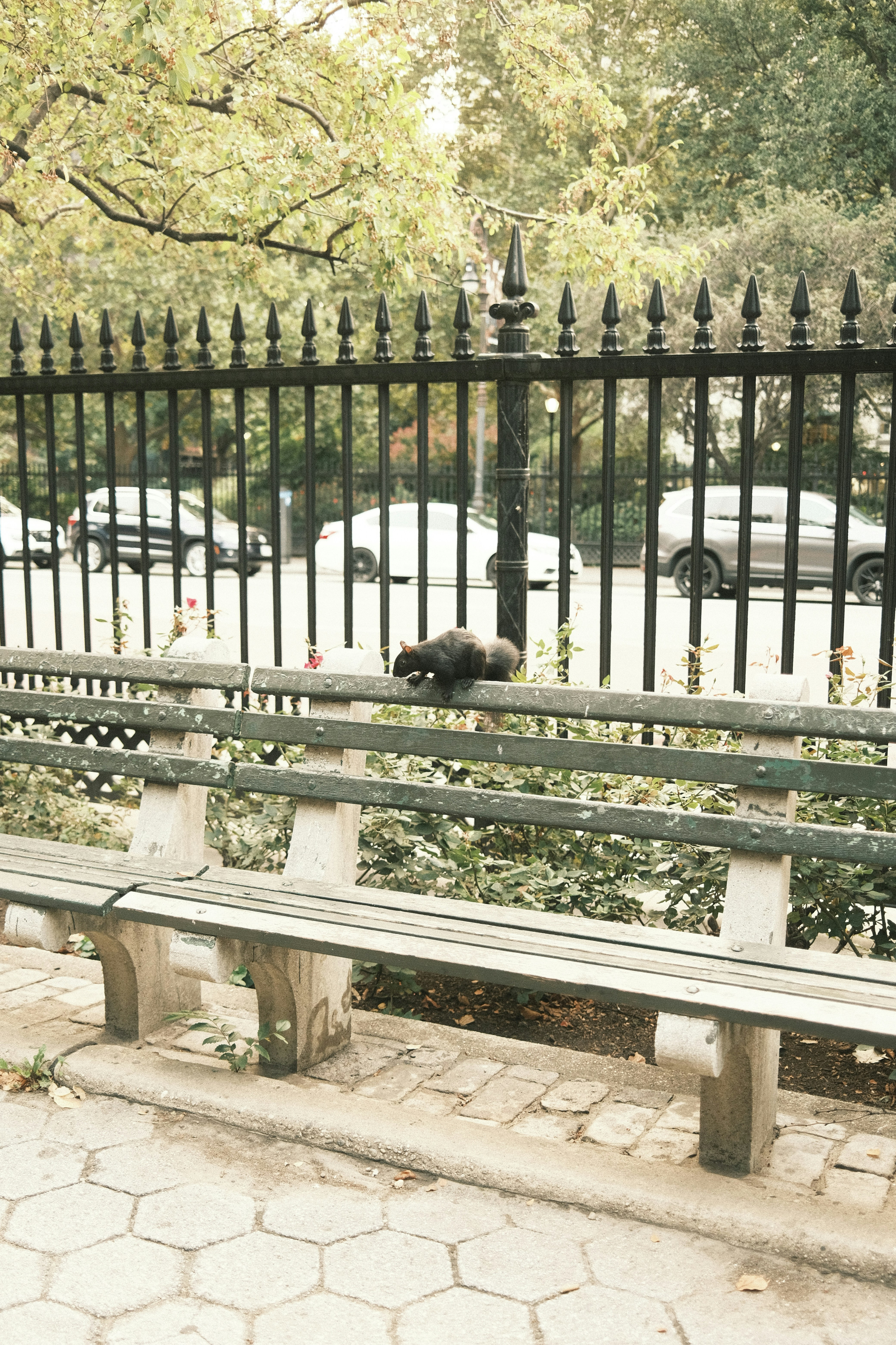 Cat on a Park Bench, Quietly Observing a City Street Beyond Spiked Iron Fences