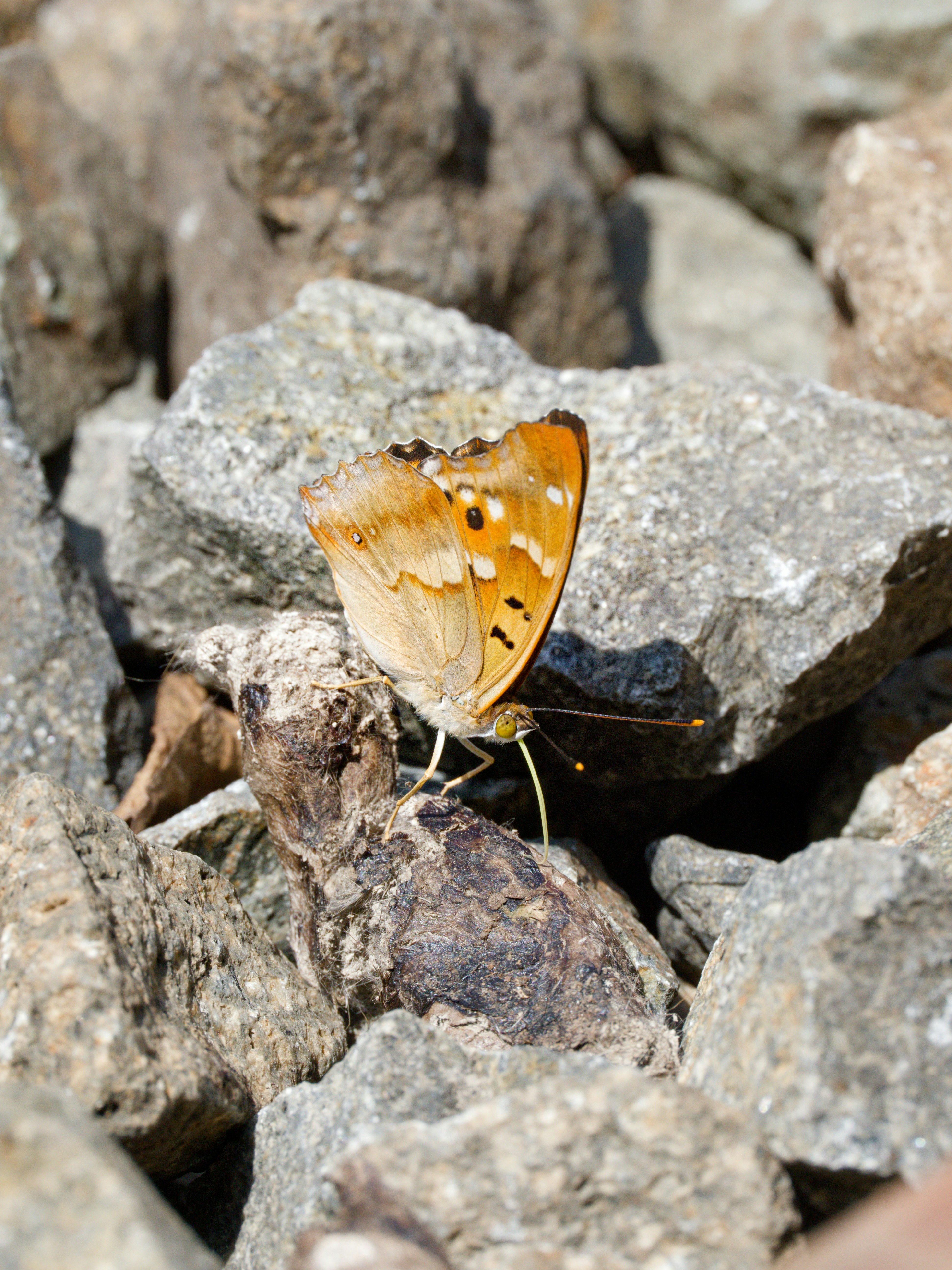 Orange butterfly resting on gray rocks