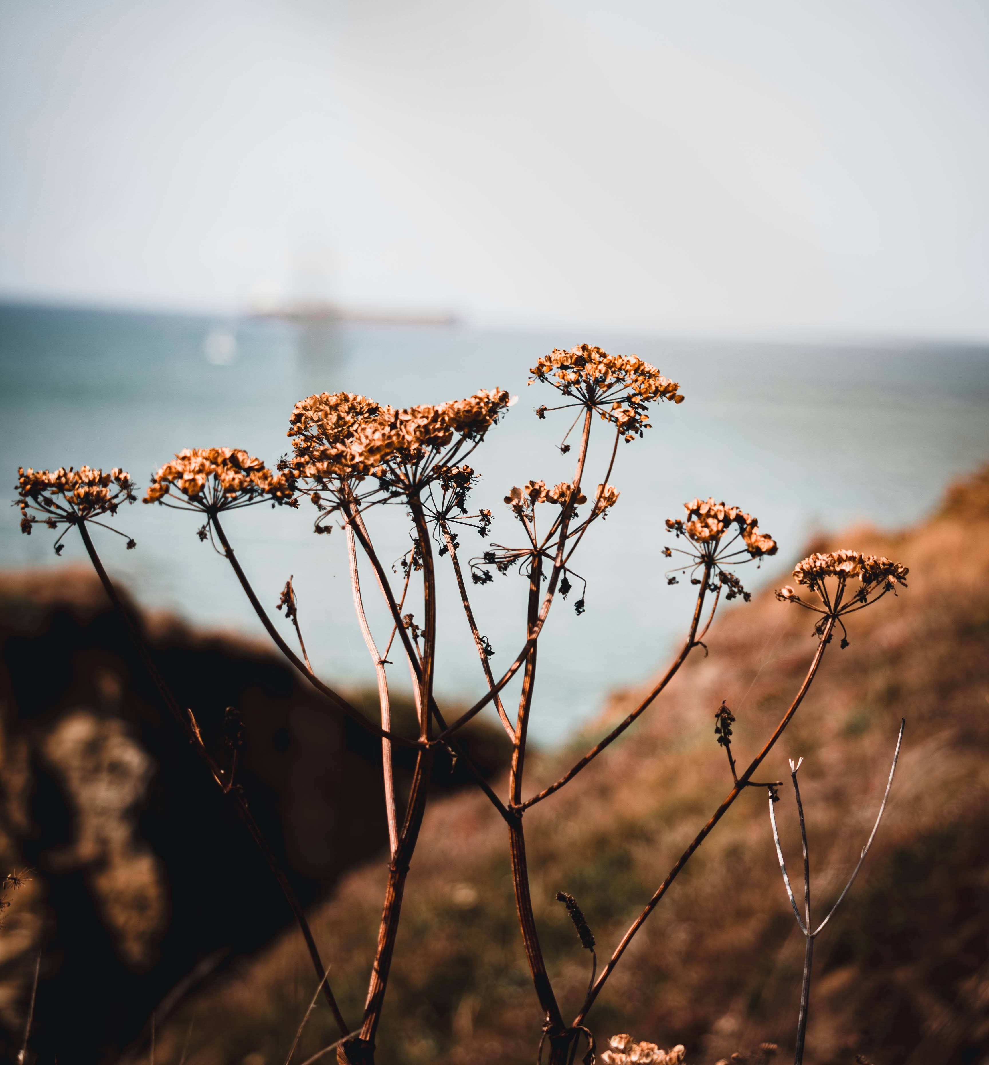 Whispers of Nature by the Shoreline