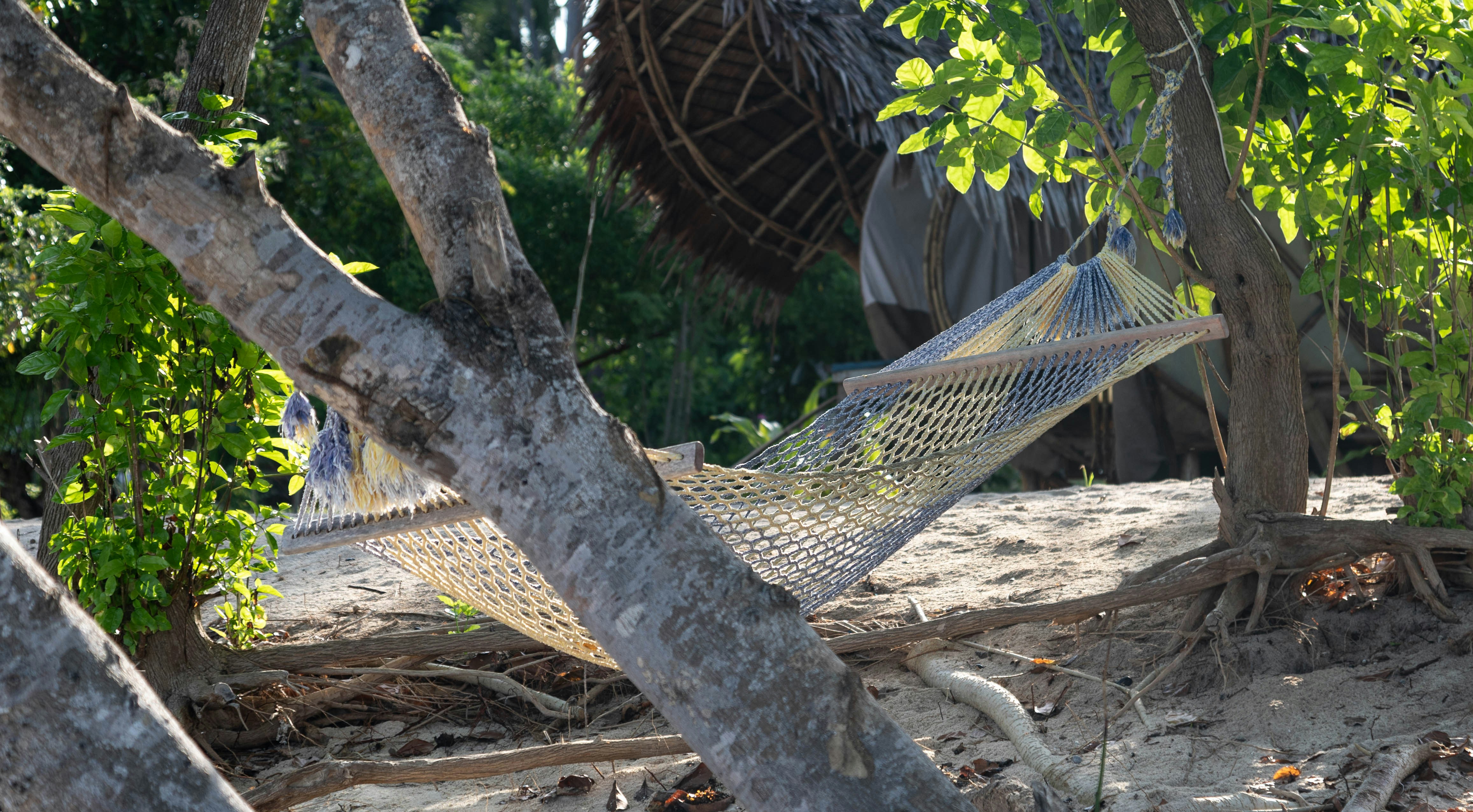 Hammock Refuge: Sunlit Quiet Between Tree Roots