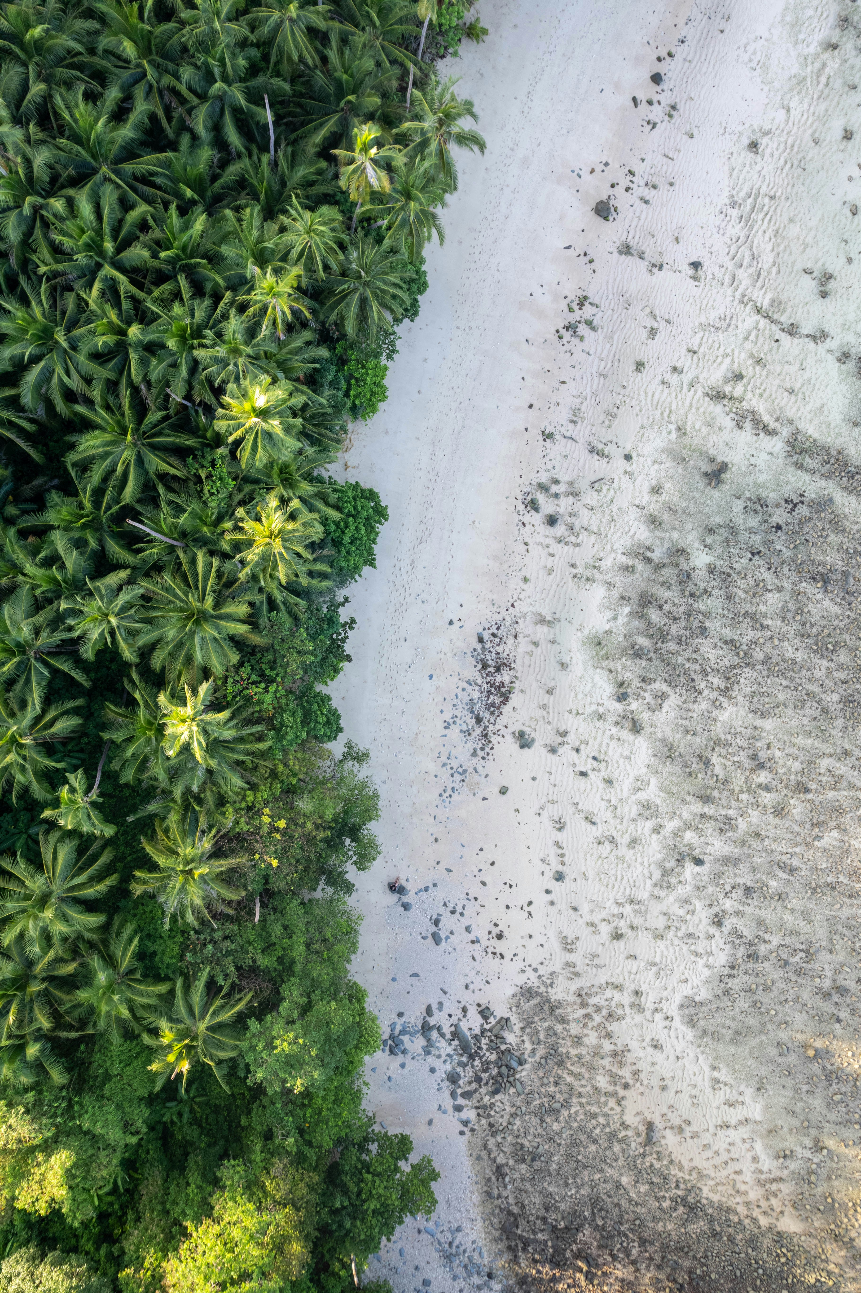 Verdant Edge: Palm Forest Divides a Quiet Shore