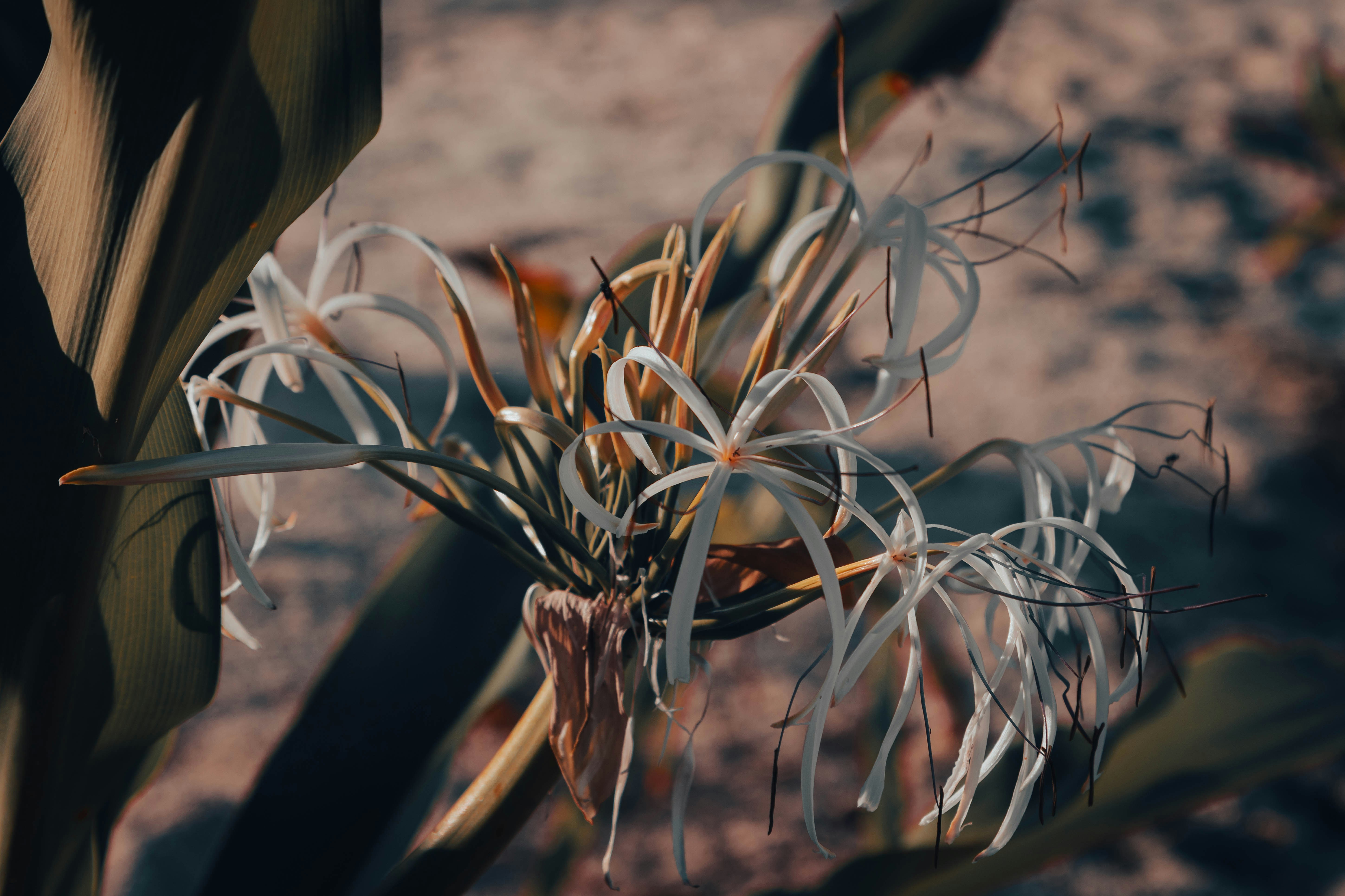 Whispers of Nature's Elegance
