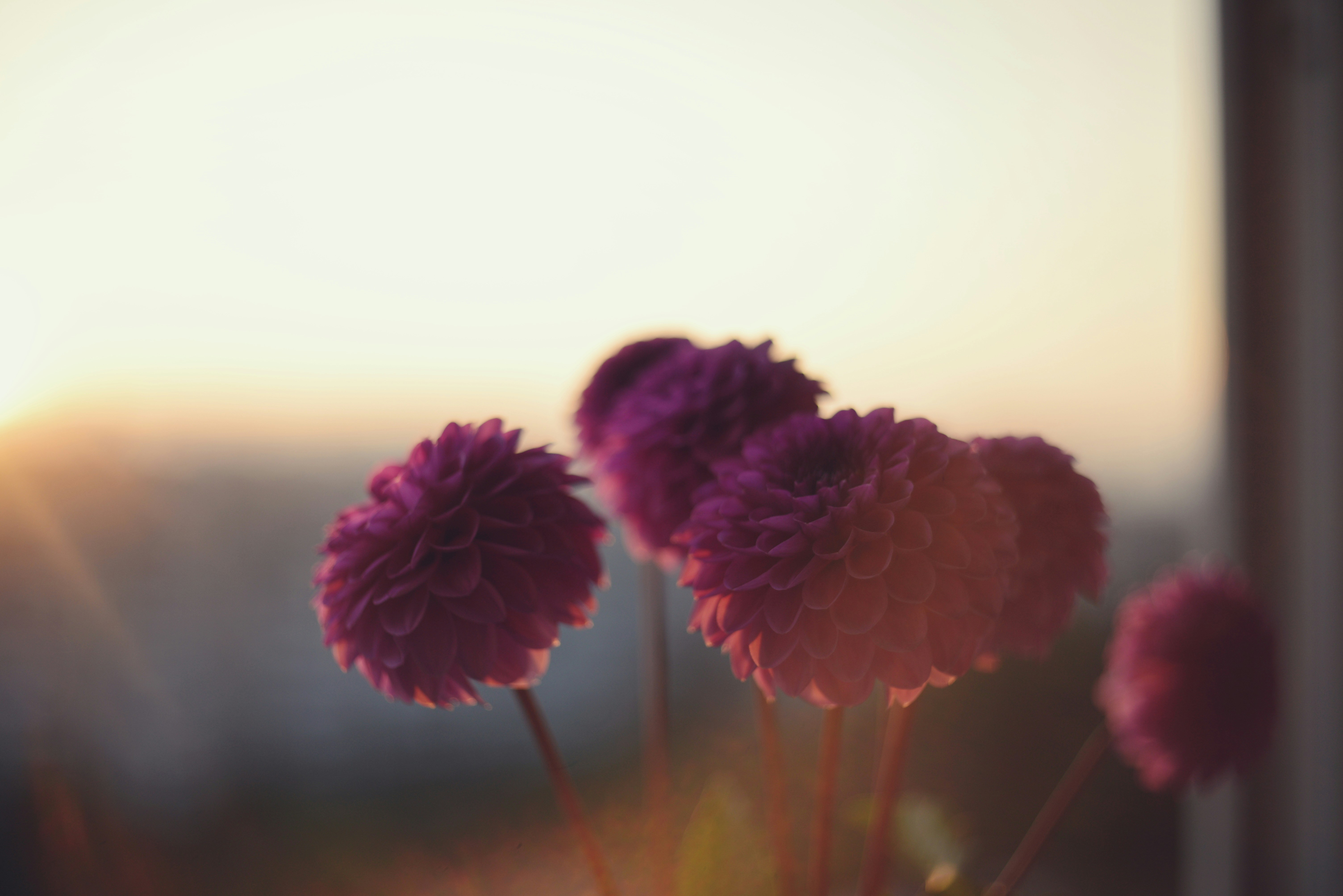 Whispers of Twilight: Floral Elegance