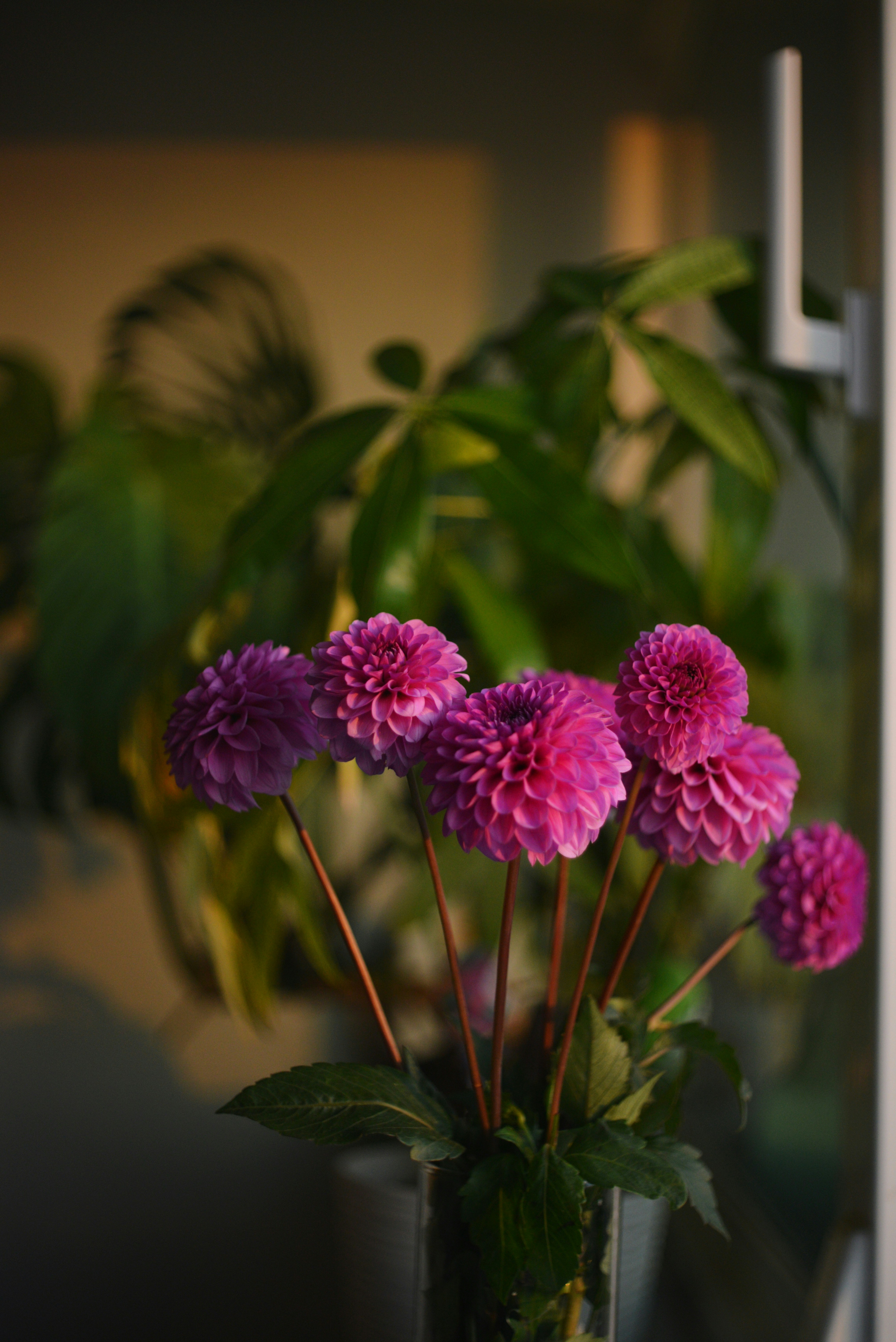 Whispers of Floral Elegance