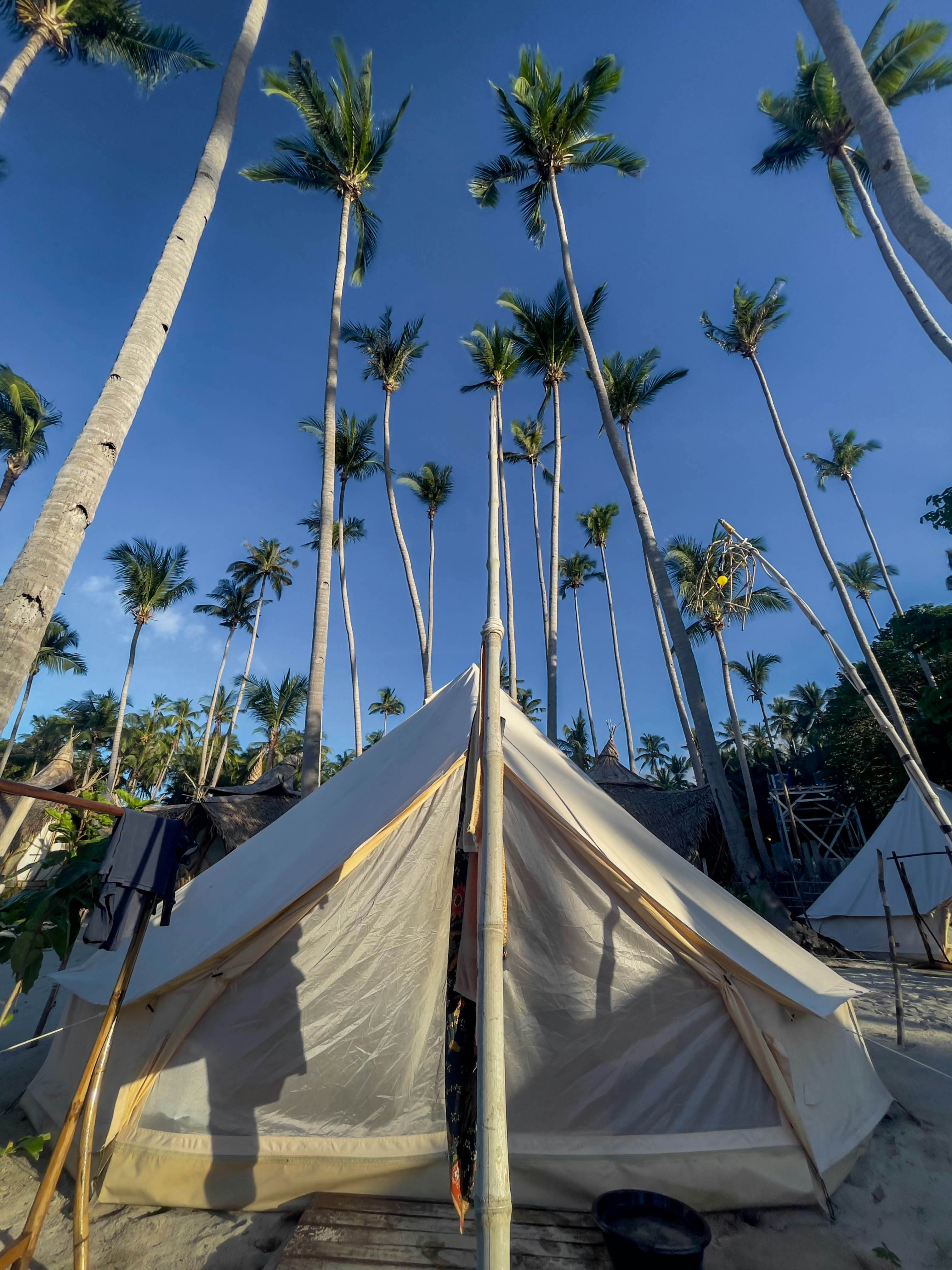 Tropical Retreat Under Towering Palms
