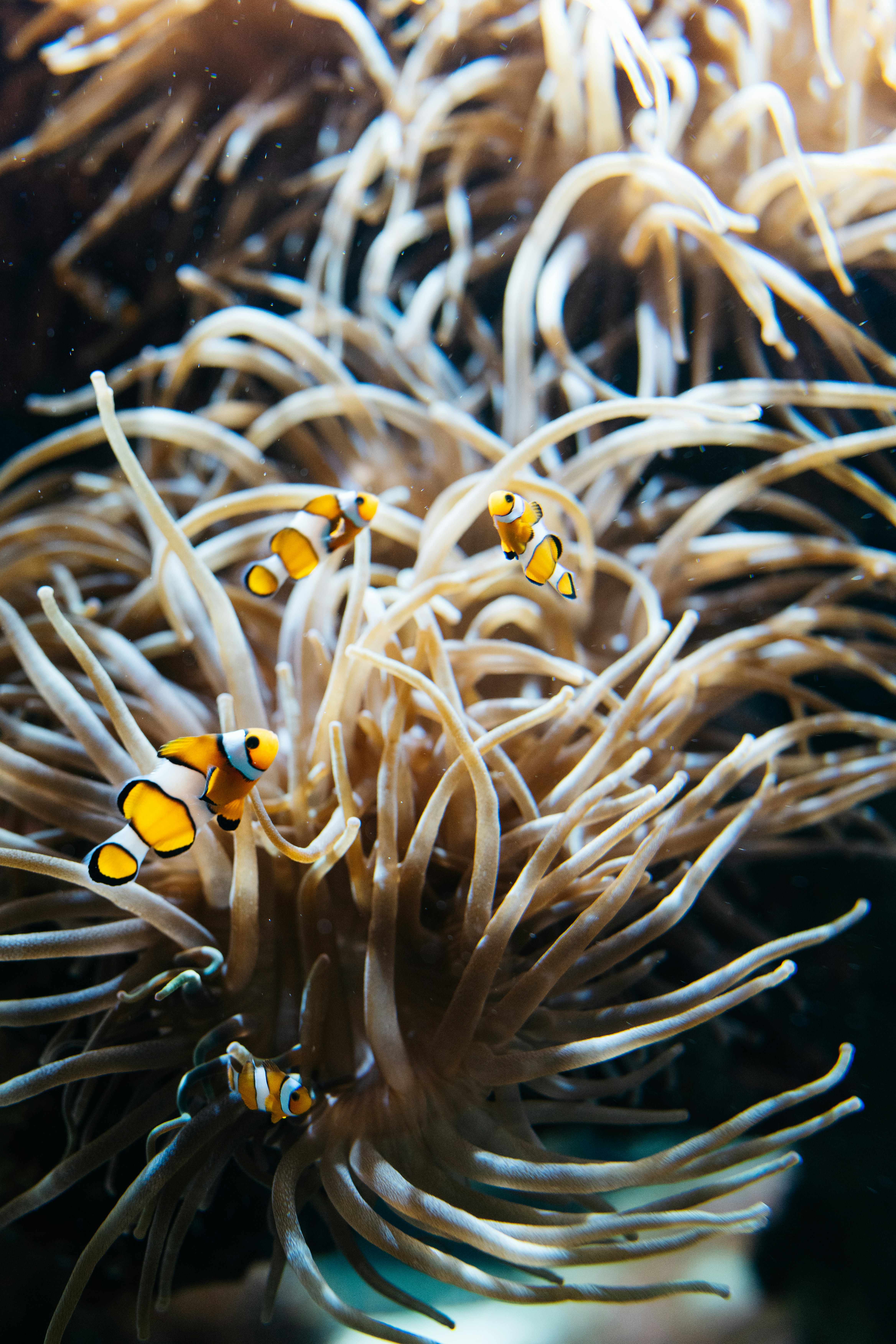 Pez payaso nada entre tentáculos de anémona foto – Imagen de Nemo gratuita en Unsplash