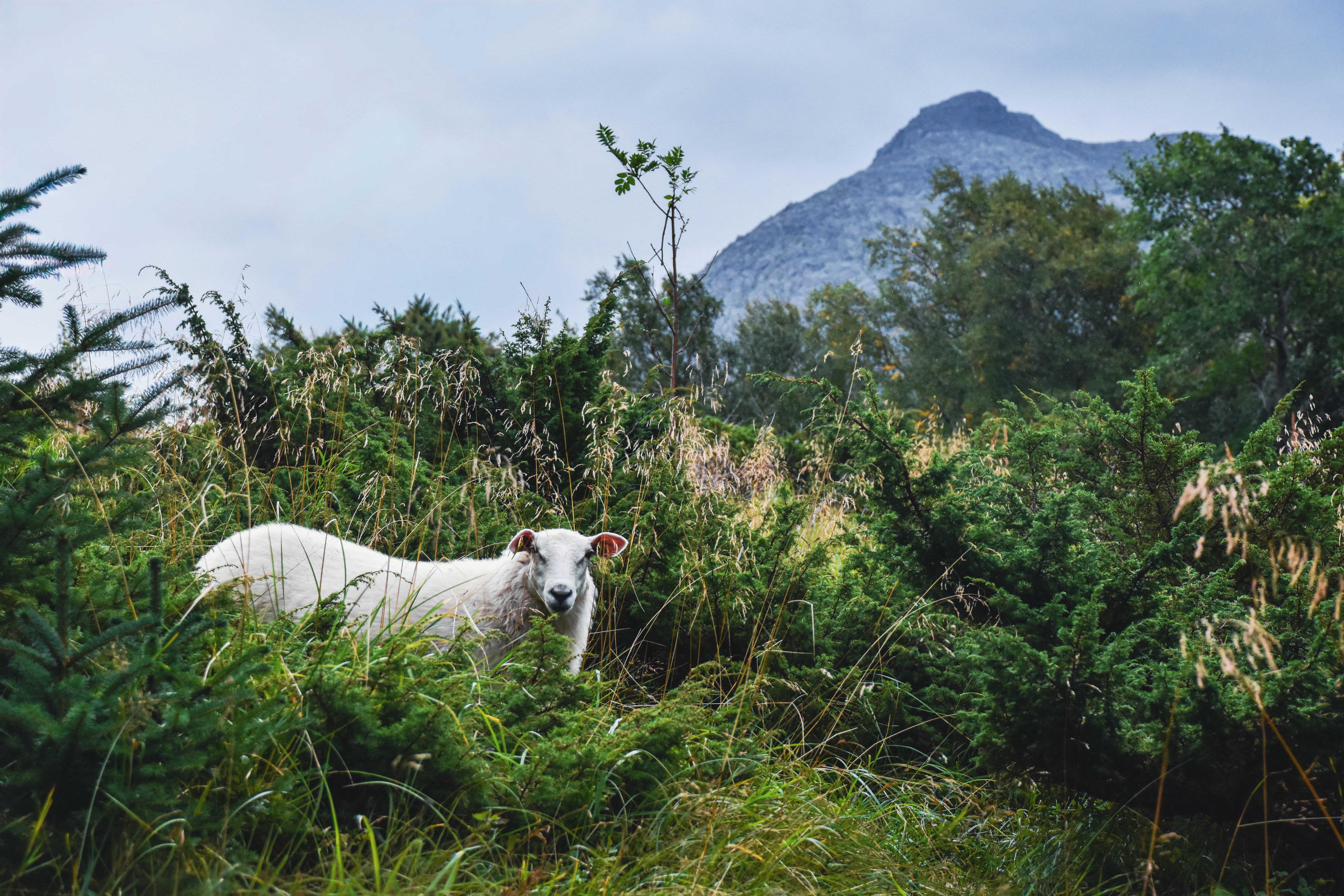 Whispers of the Highlands: A Sheep's Solitude